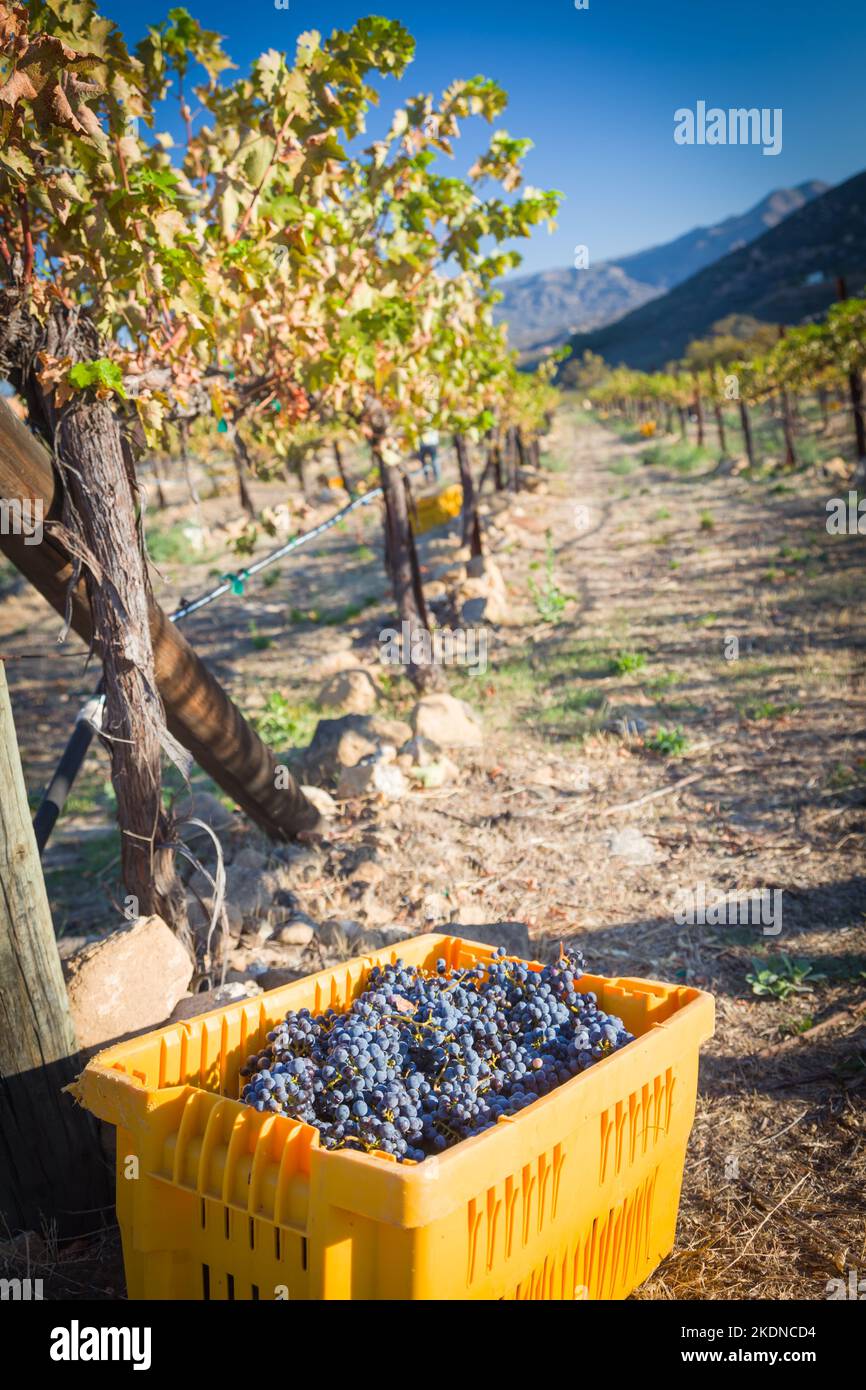 During grape gathering hi-res stock photography and images - Alamy