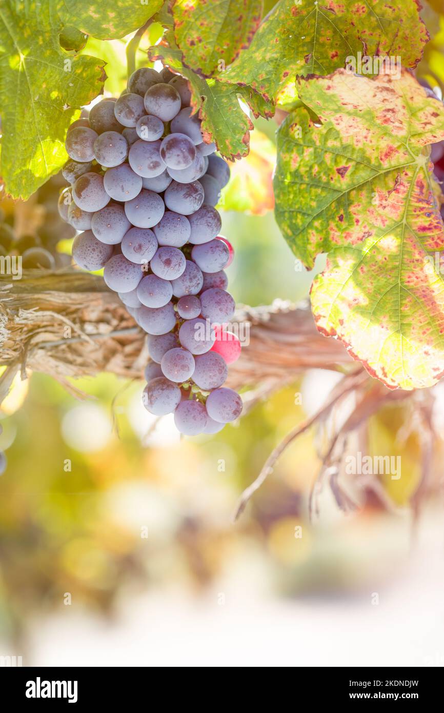 Lush Wine Grapes Clusters Hanging On The Vine Stock Photo - Alamy