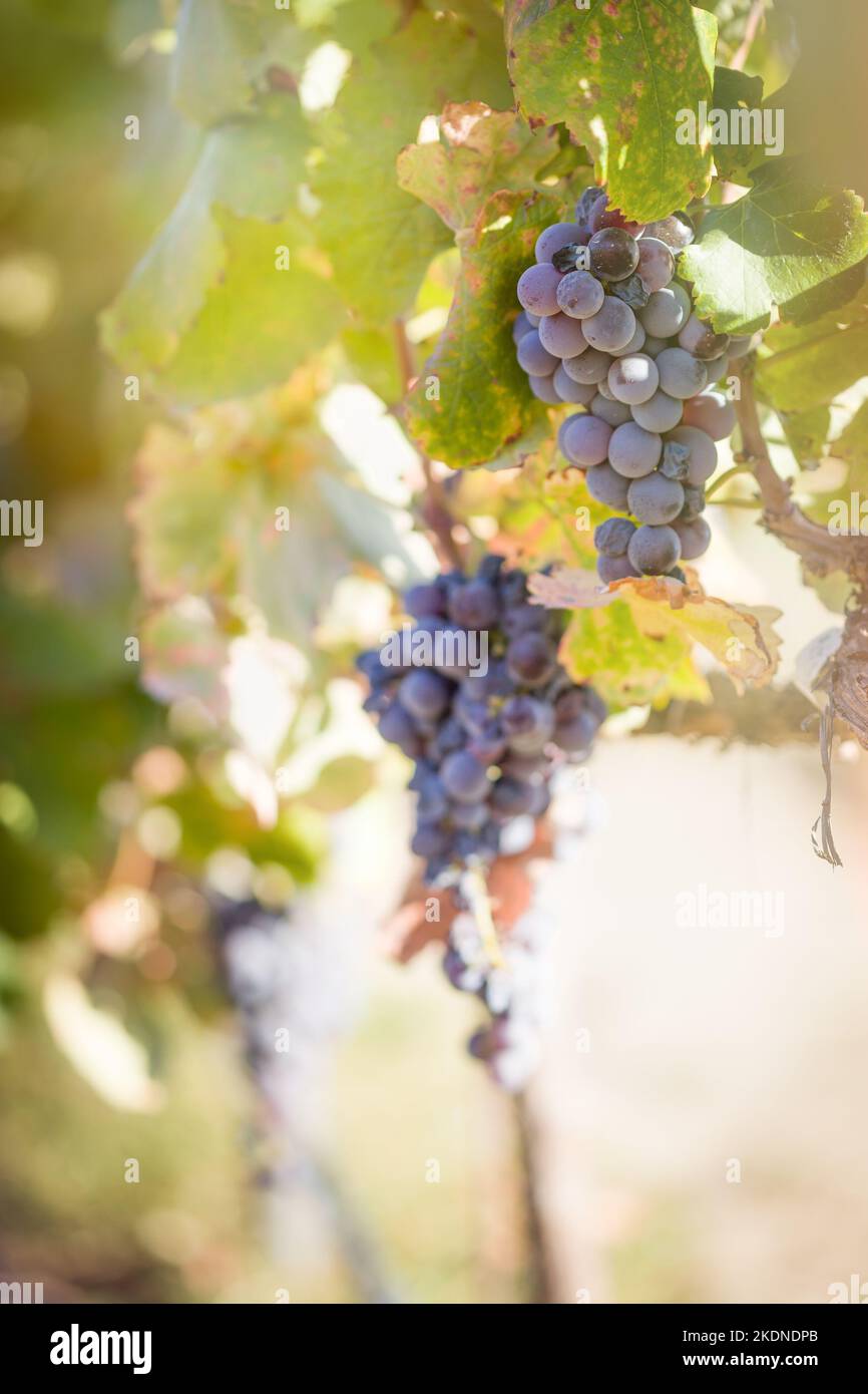 Lush Wine Grapes Clusters Hanging On The Vine Stock Photo - Alamy