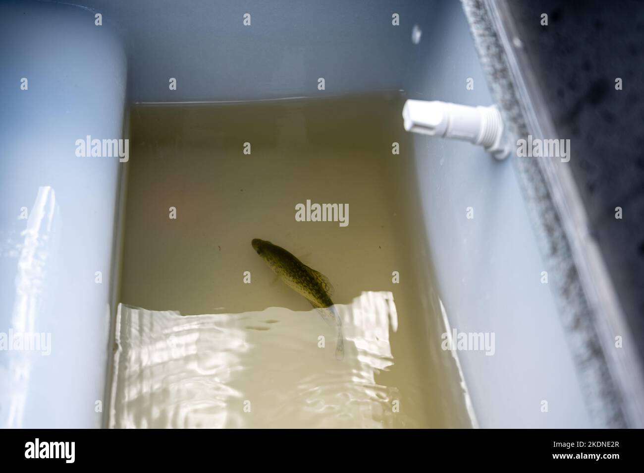 Fish in a livewell of a boat with a low level of water Stock Photo - Alamy
