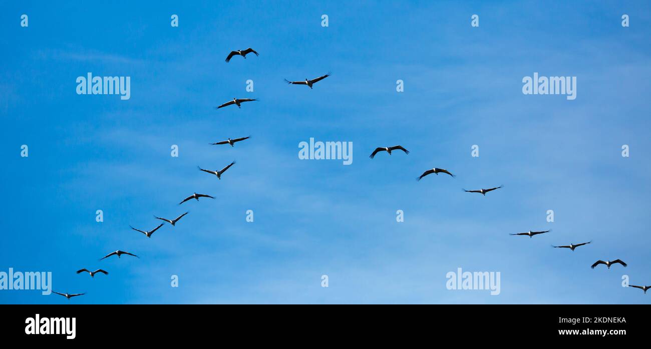Flight of migrating cranes in cloud sky Stock Photo - Alamy