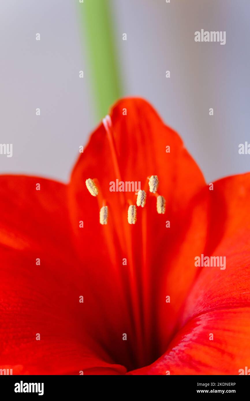 Blossom spring red flower.macro shot on leaves Stock Photo - Alamy