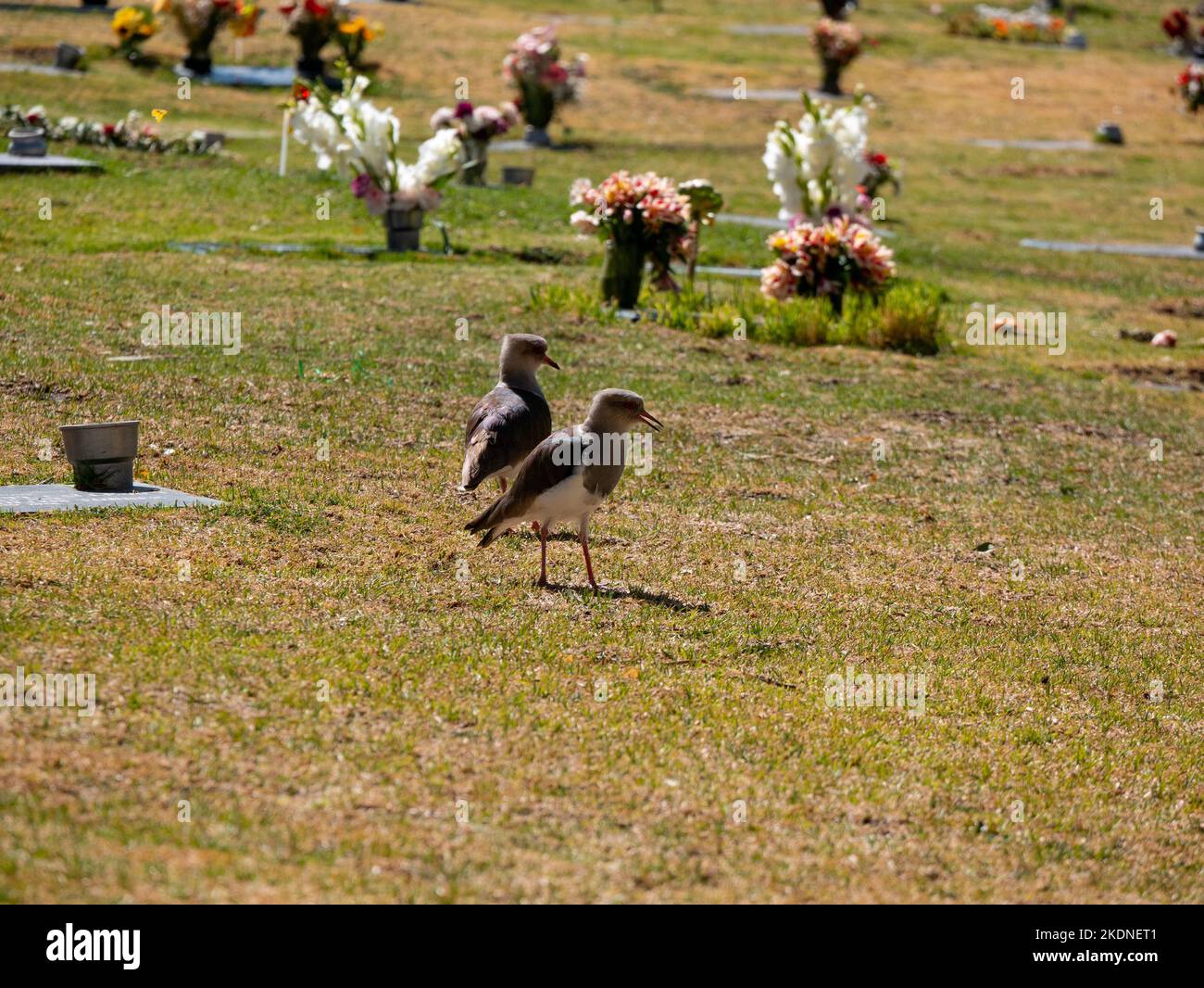 Birds with a Gray Head, Red Ring Round its Eyes, Red Black-Tipped Beak ...