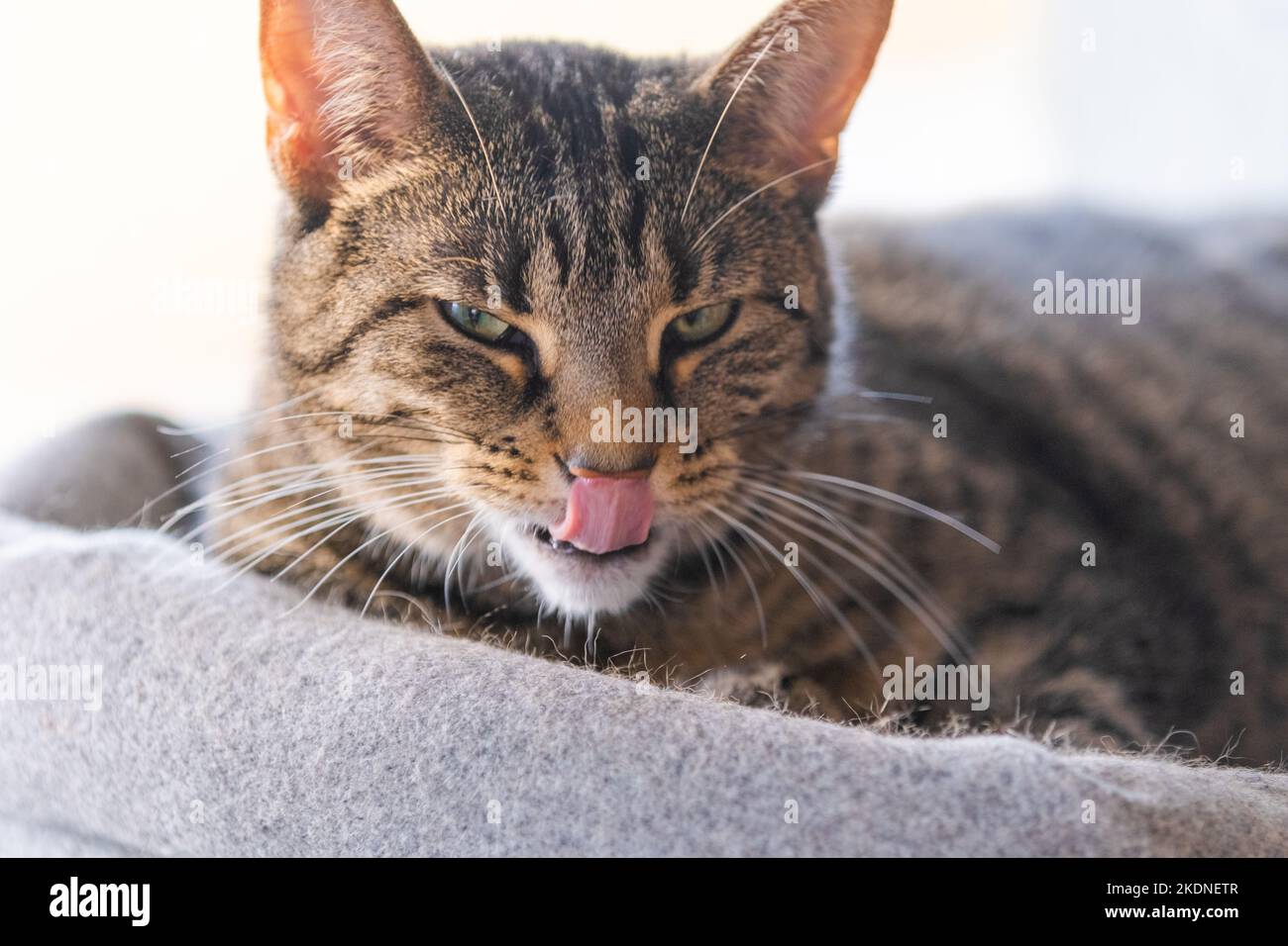 cute cat close-up head shot. posing Stock Photo - Alamy