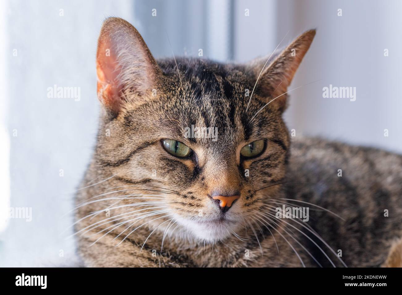 cute cat close-up head shot. posing Stock Photo - Alamy