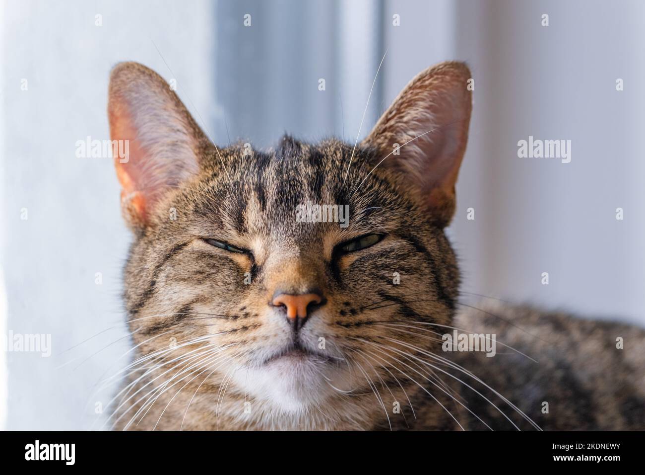 cute cat close-up head shot. posing Stock Photo - Alamy
