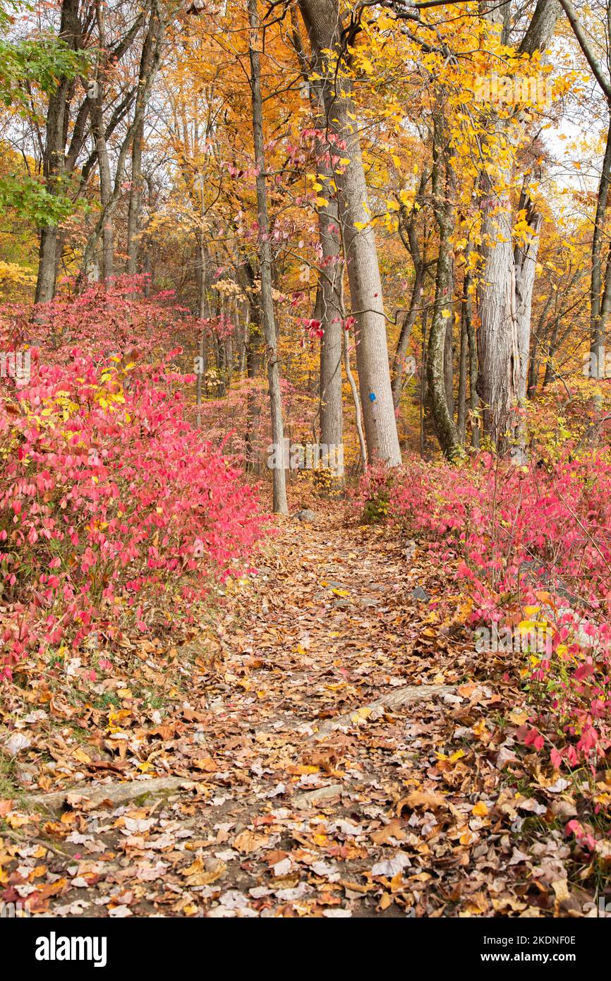A blue dot on a tree marks the trail lined with colorful burning bush ...