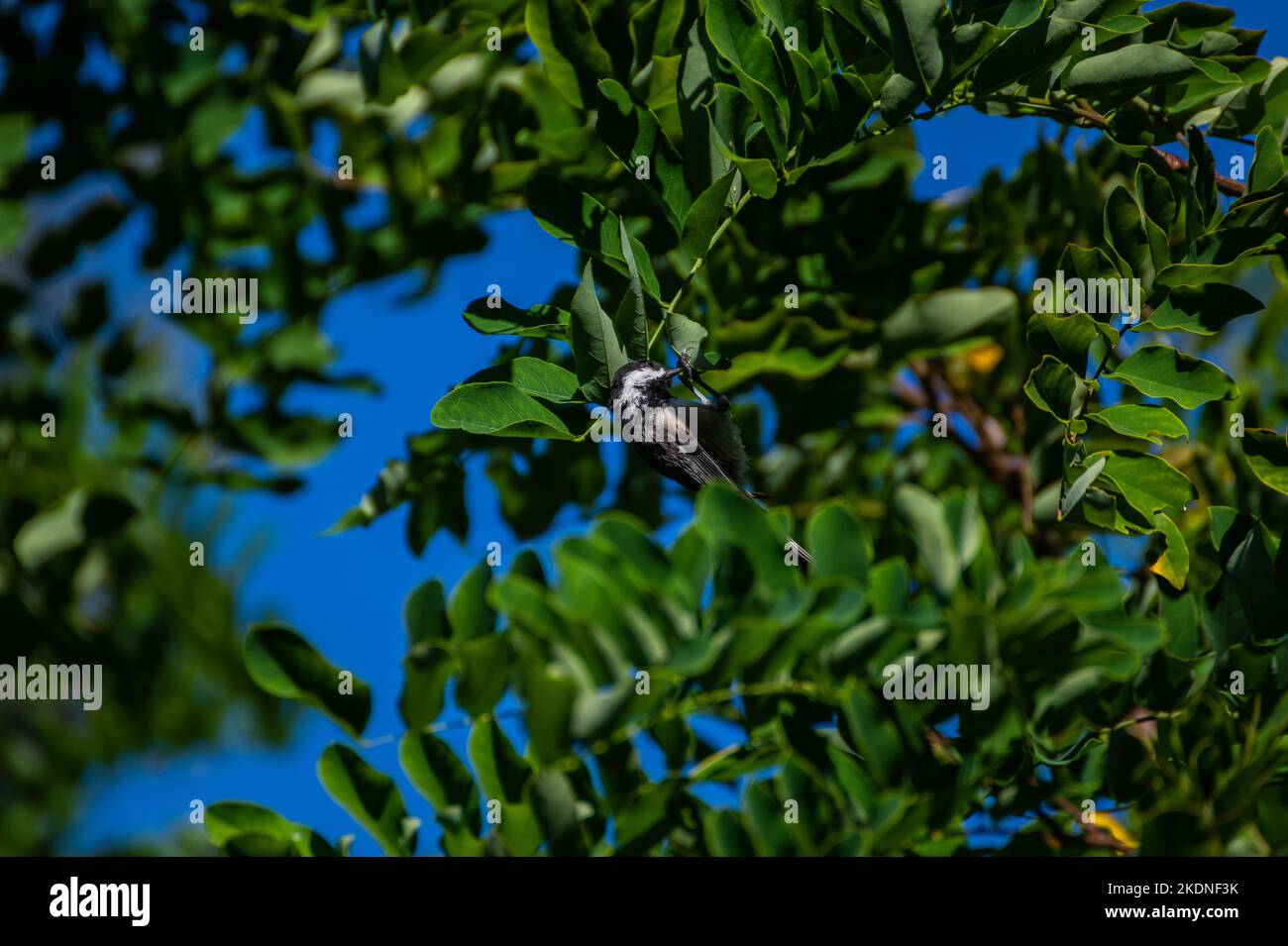 Deas Island Regional Park in Delta, British Columbia, Canada Stock ...