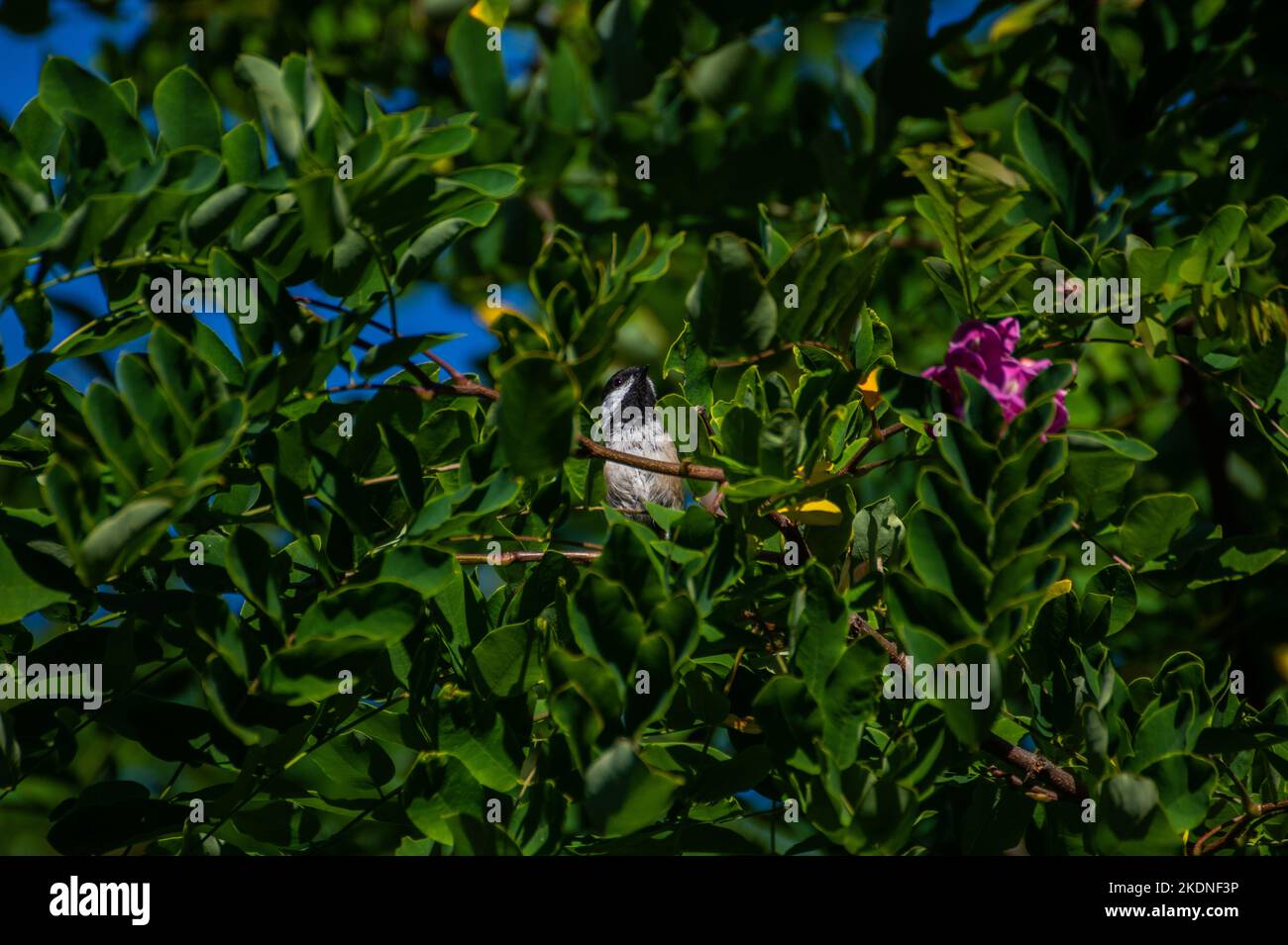 Deas Island Regional Park in Delta, British Columbia, Canada Stock ...