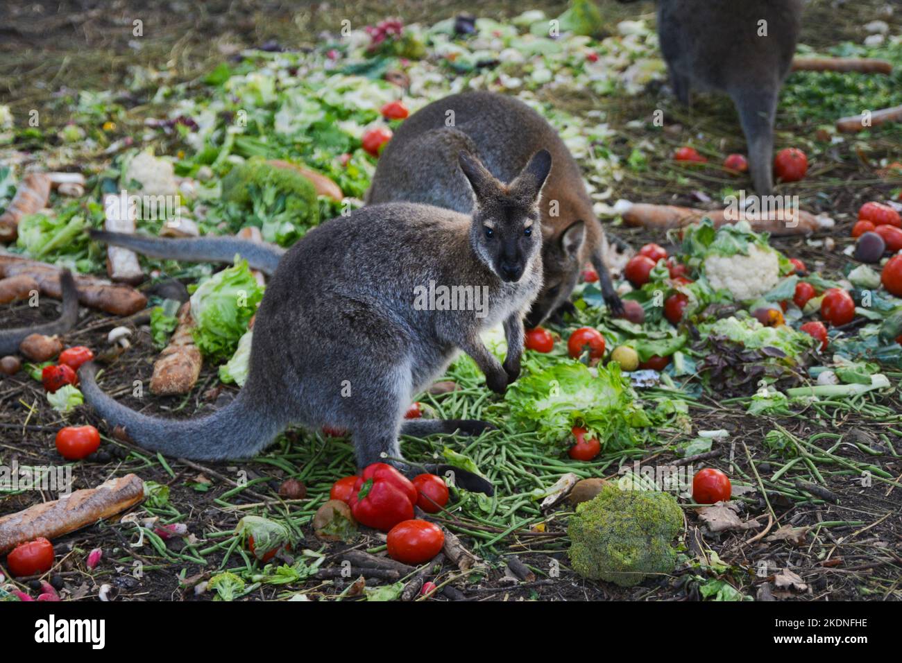 Kangaroo eating vegetables and bread in a zoo Stock Photo - Alamy