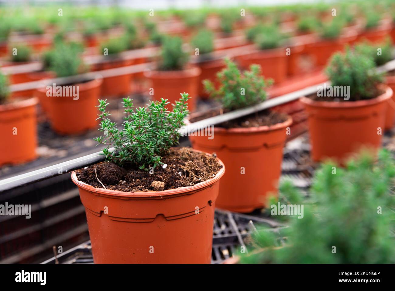 Rows of small ornamental shrubs growing in pots Stock Photo - Alamy