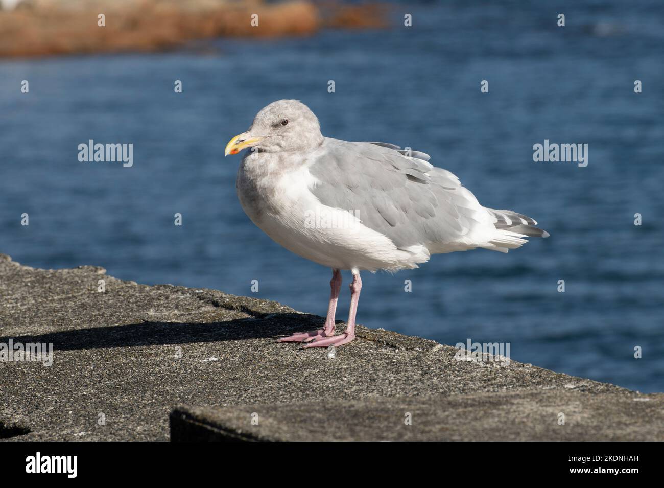 British seagull hi-res stock photography and images - Alamy