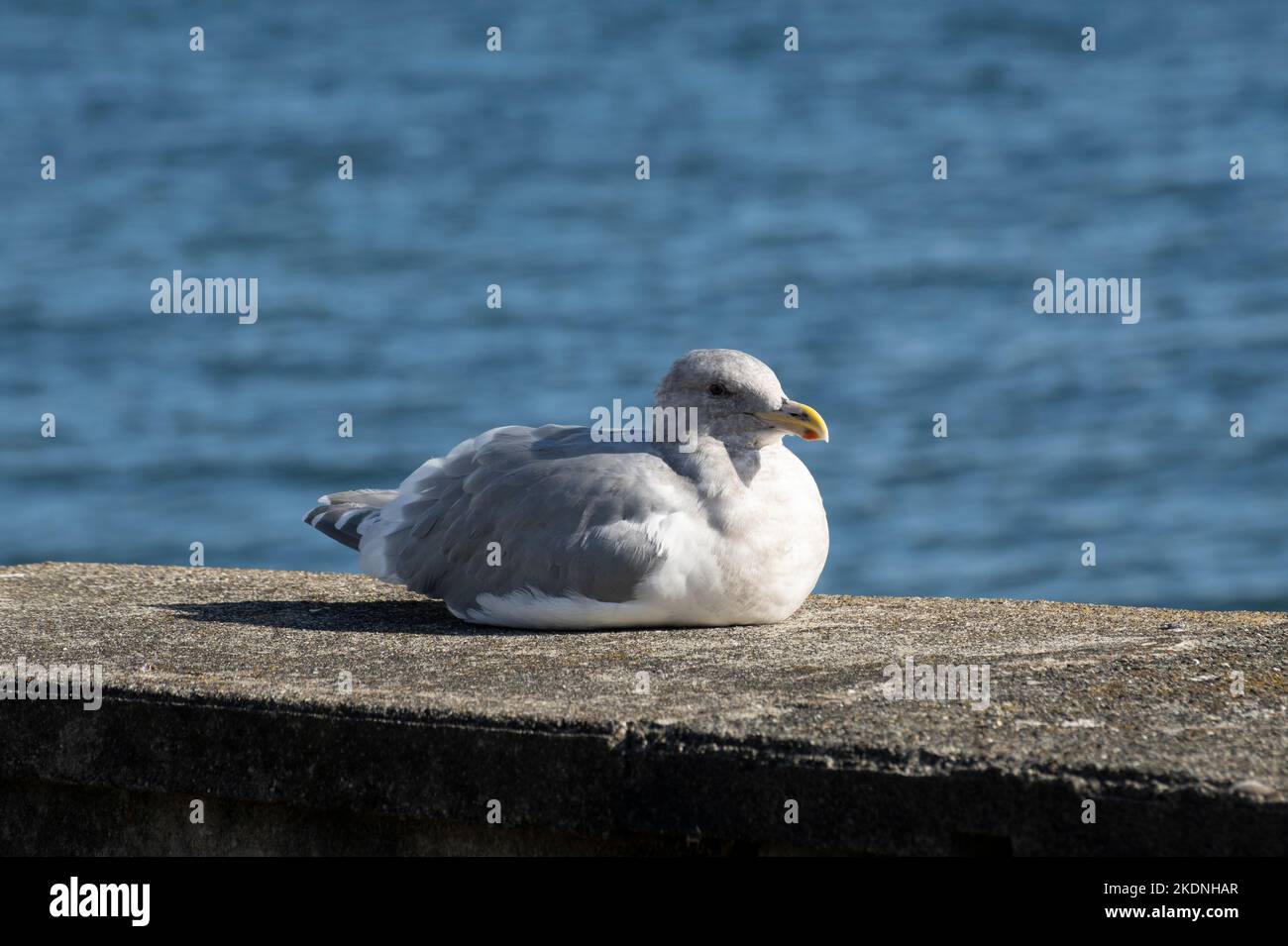 British seagull hi-res stock photography and images - Alamy