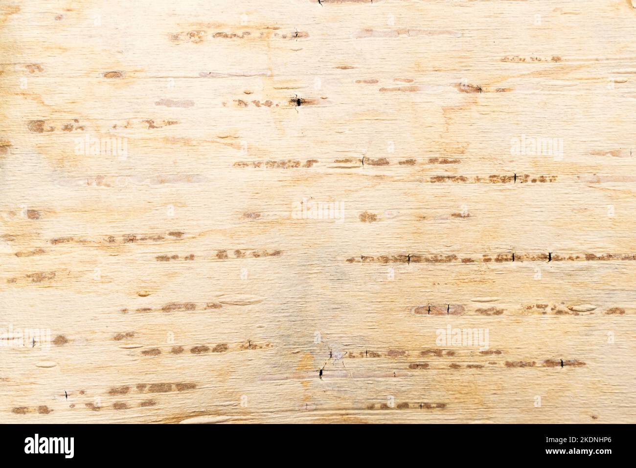 birch bark natural texture background. High quality photo Stock Photo ...