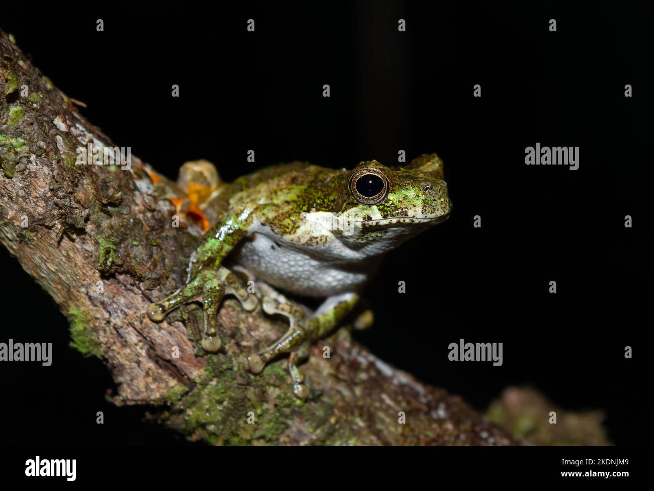 Fauna vertebrados hi-res stock photography and images - Alamy