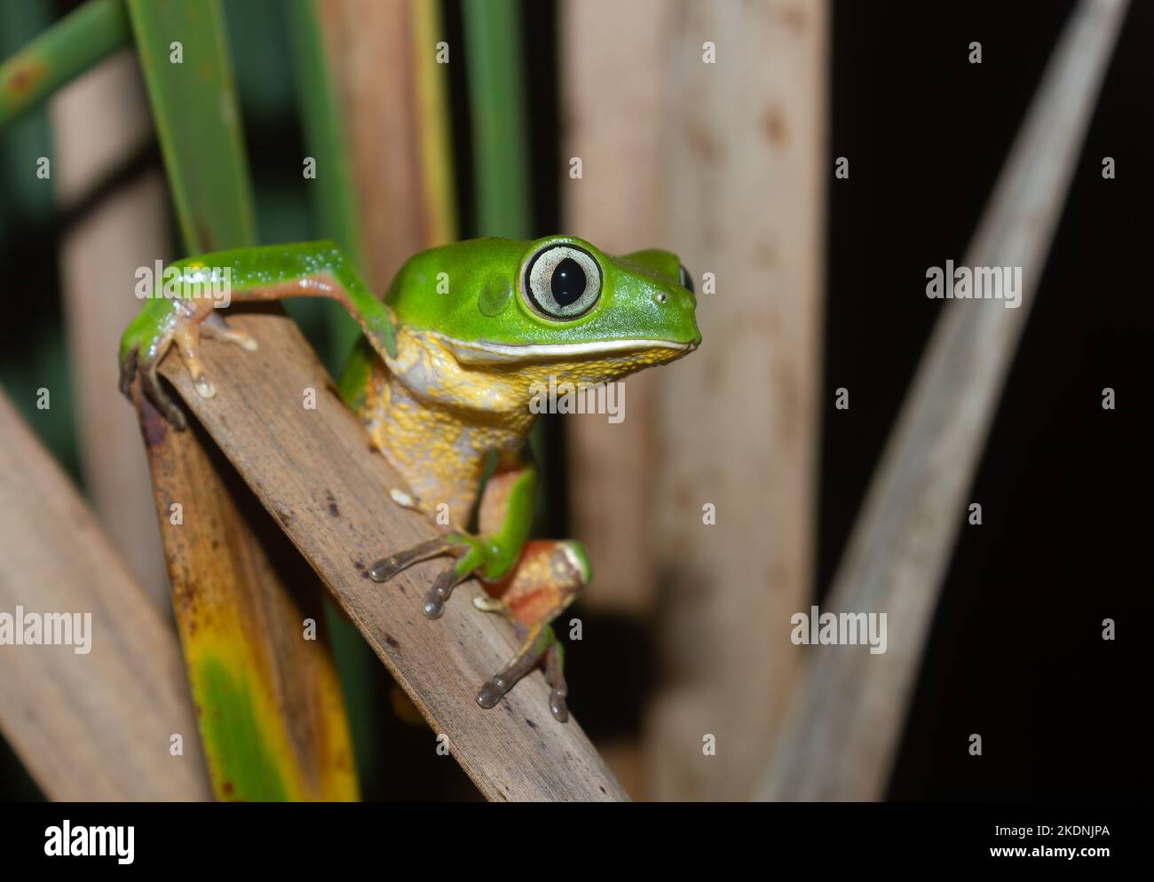 Fauna transparente hi-res stock photography and images - Alamy