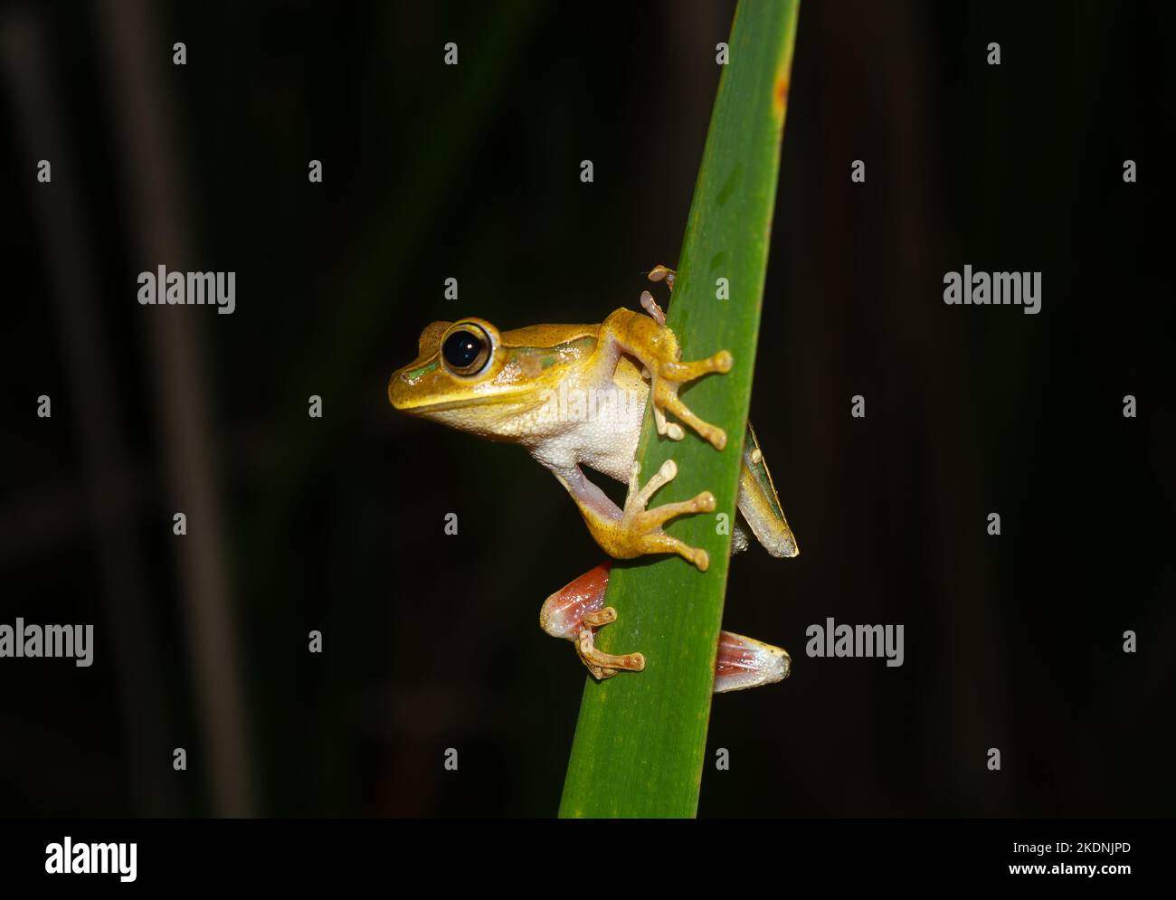 Fauna vertebrados hi-res stock photography and images - Alamy