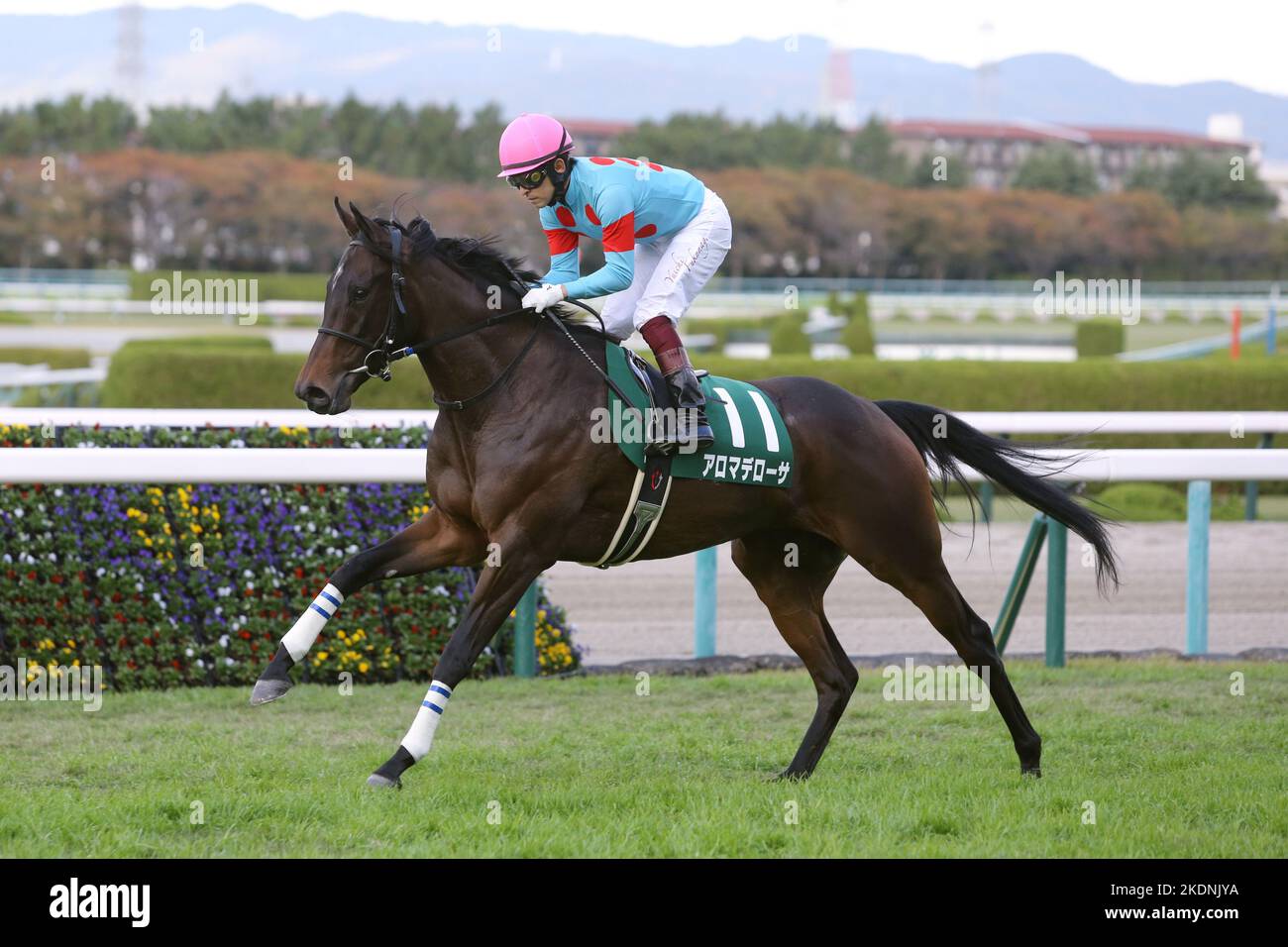 Hyogo, Japan. 6th Nov, 2022. Aroma de Rosa and Yuichi Fukunaga before ...