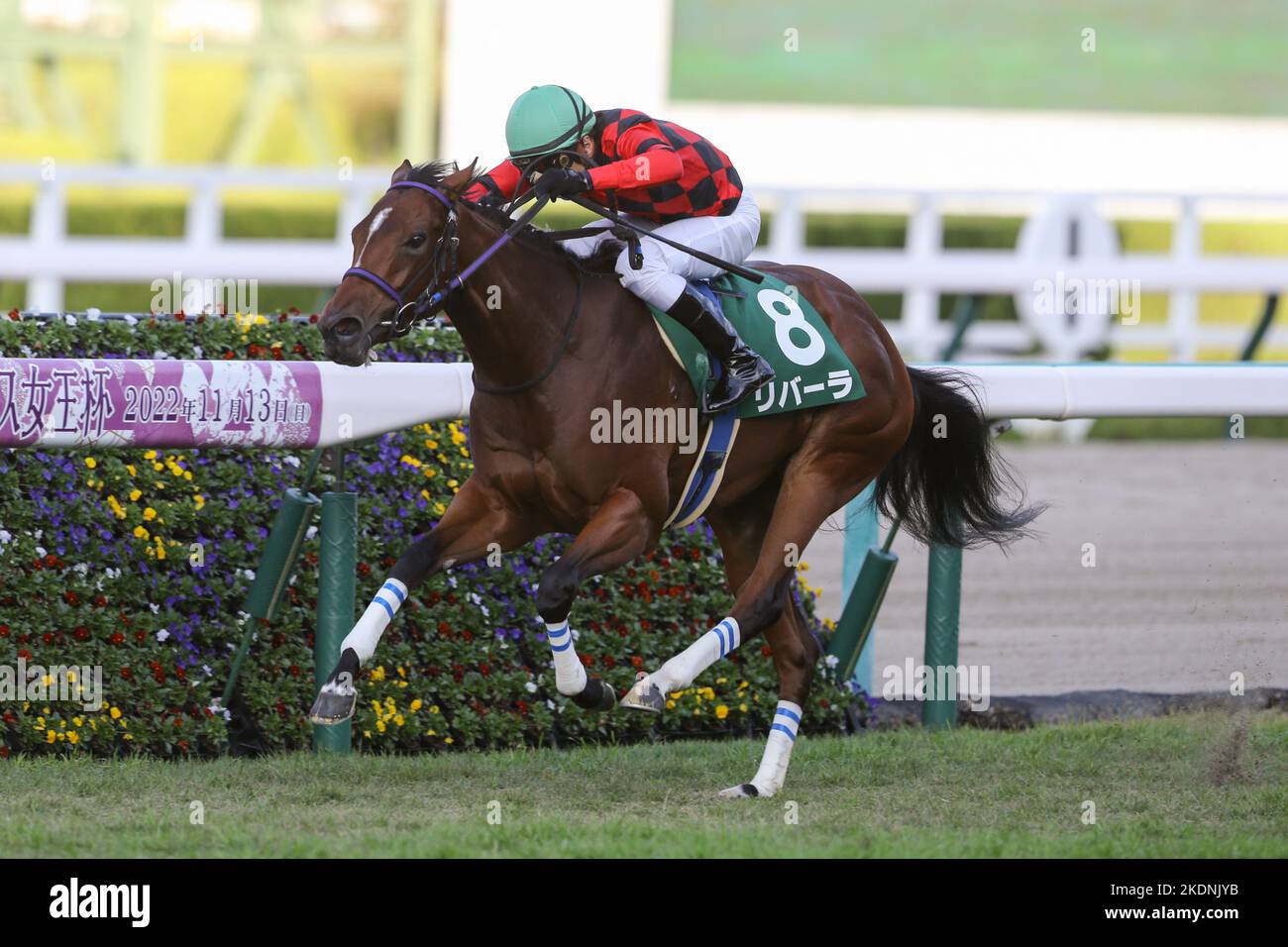 Hyogo, Japan. 6th Nov, 2022. Rivara and Shu Ishibashi win the KBS Kyoto ...