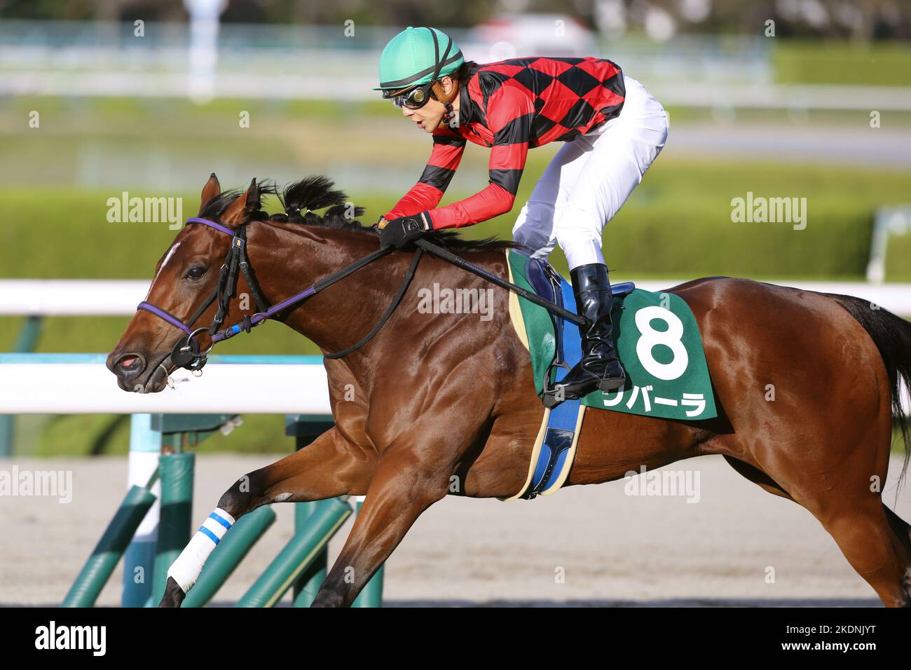 Hyogo, Japan. 6th Nov, 2022. Rivara and Shu Ishibashi win the KBS Kyoto ...