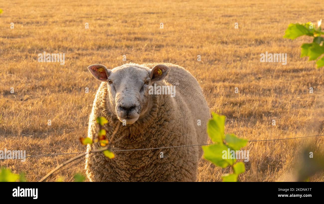 Breeding and rearing sheep. white Sheep portrait. Farm animals. White ...