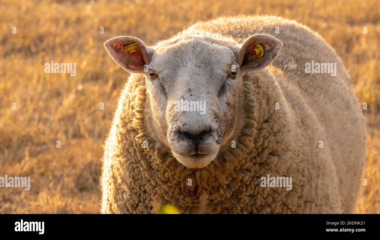 sheep farm. white Sheep portrait. Farm animals. White lamb in paddock ...