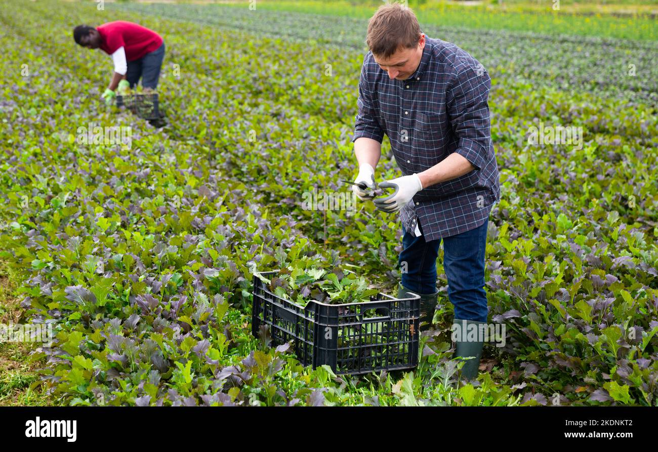 Farm worker cutting red mustard greens Stock Photo - Alamy