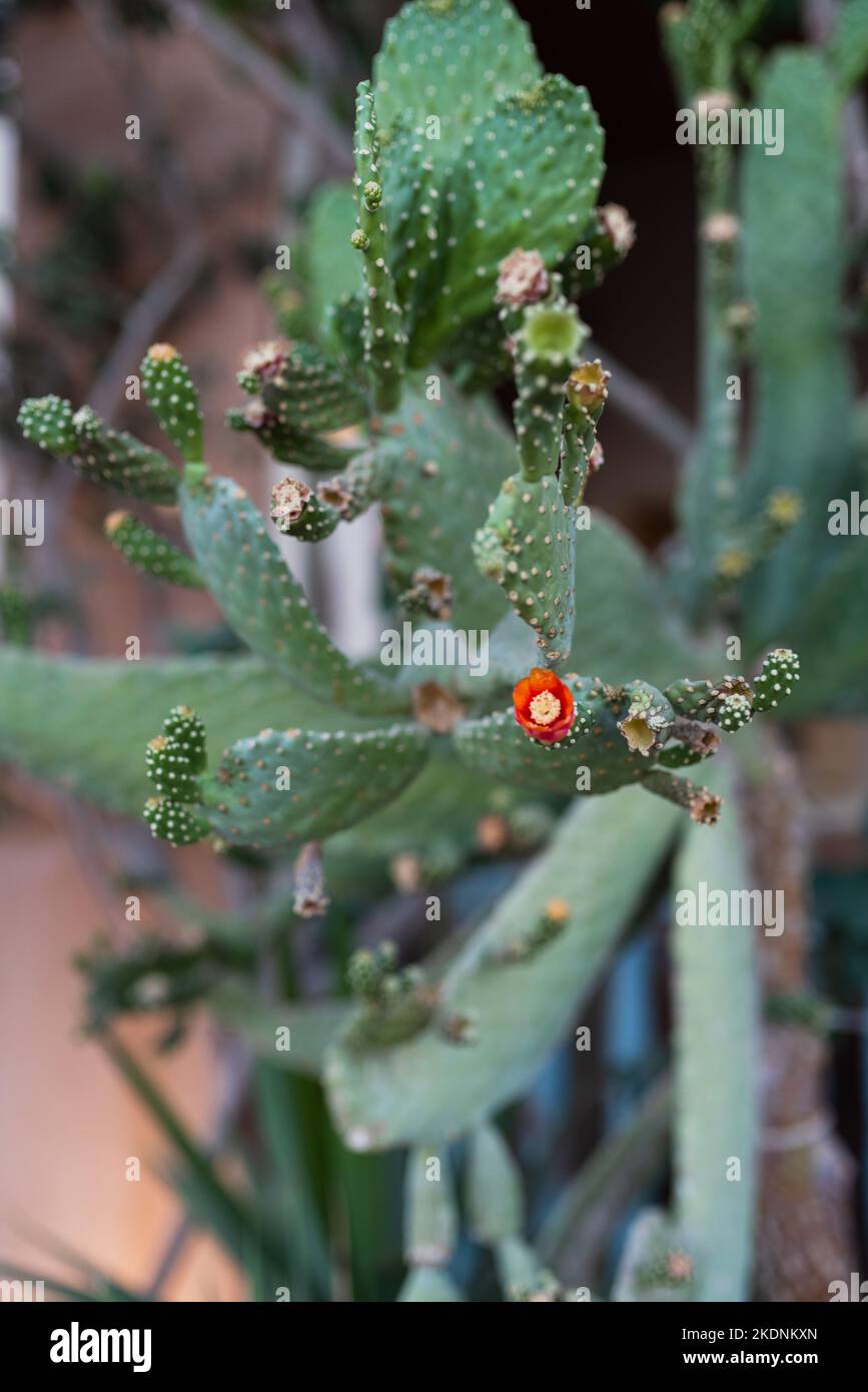 Prickly pear in bloom hi-res stock photography and images - Alamy