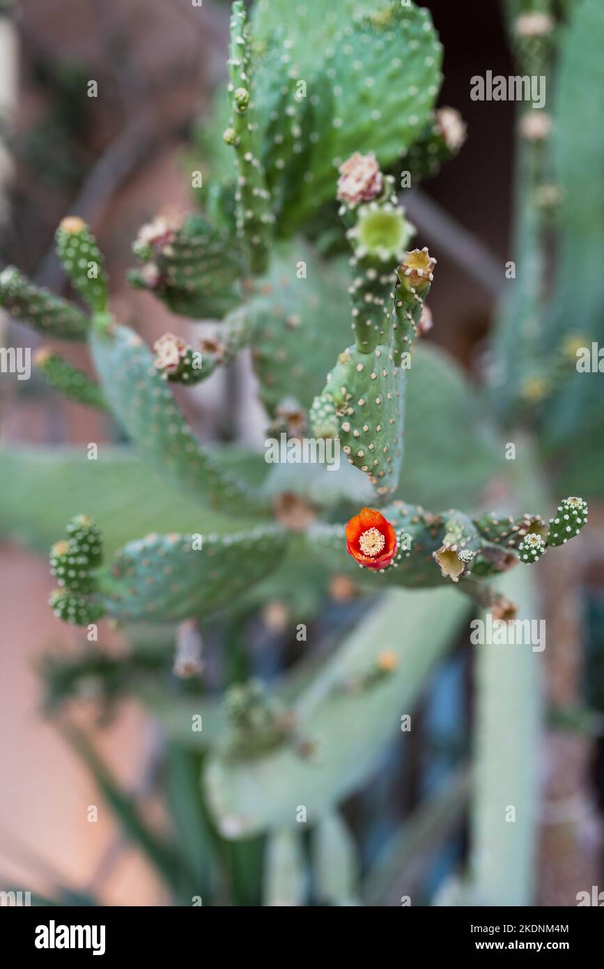 Pears cactus hi-res stock photography and images - Alamy