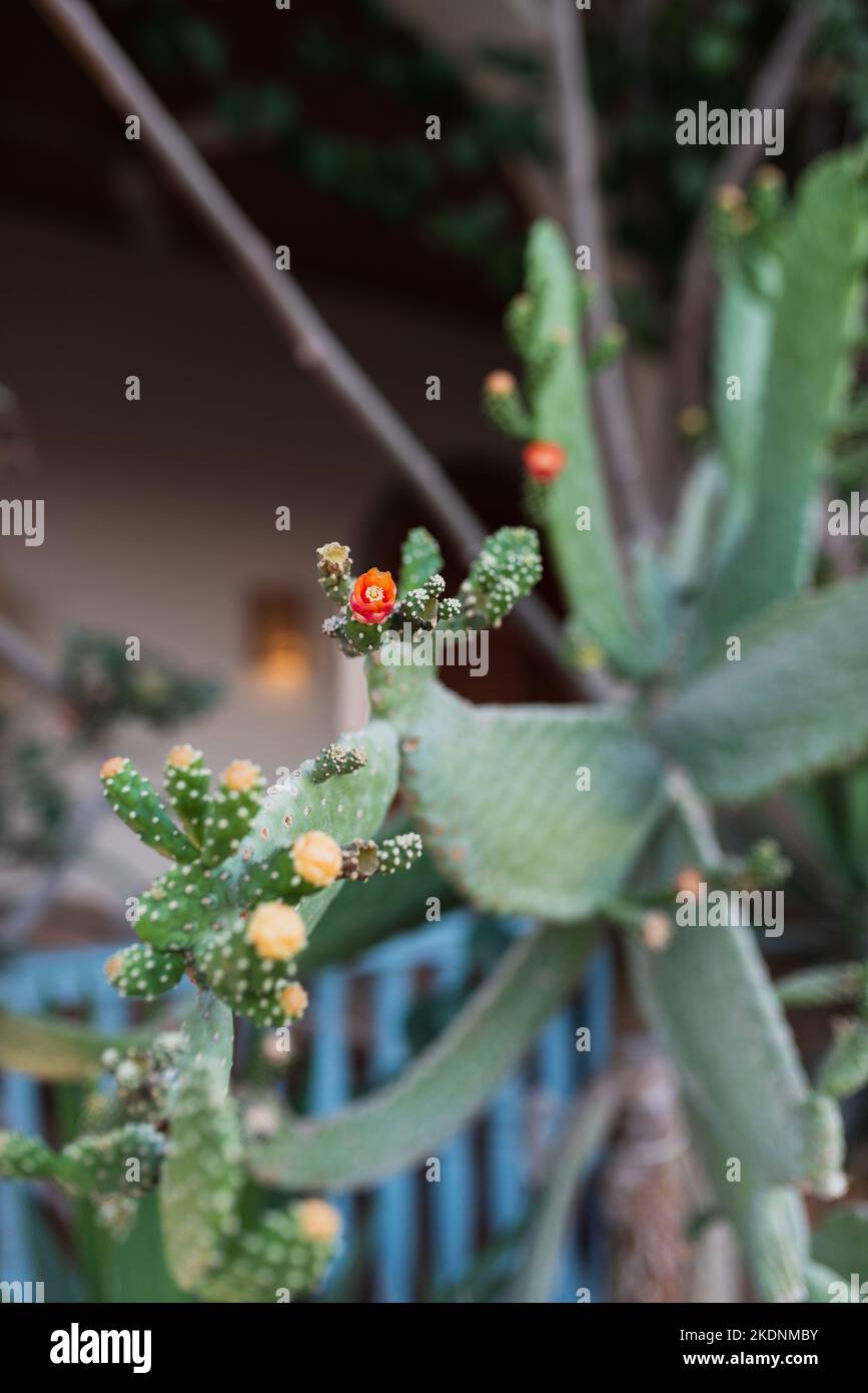 Prickly pears cactus with flowers Stock Photo - Alamy