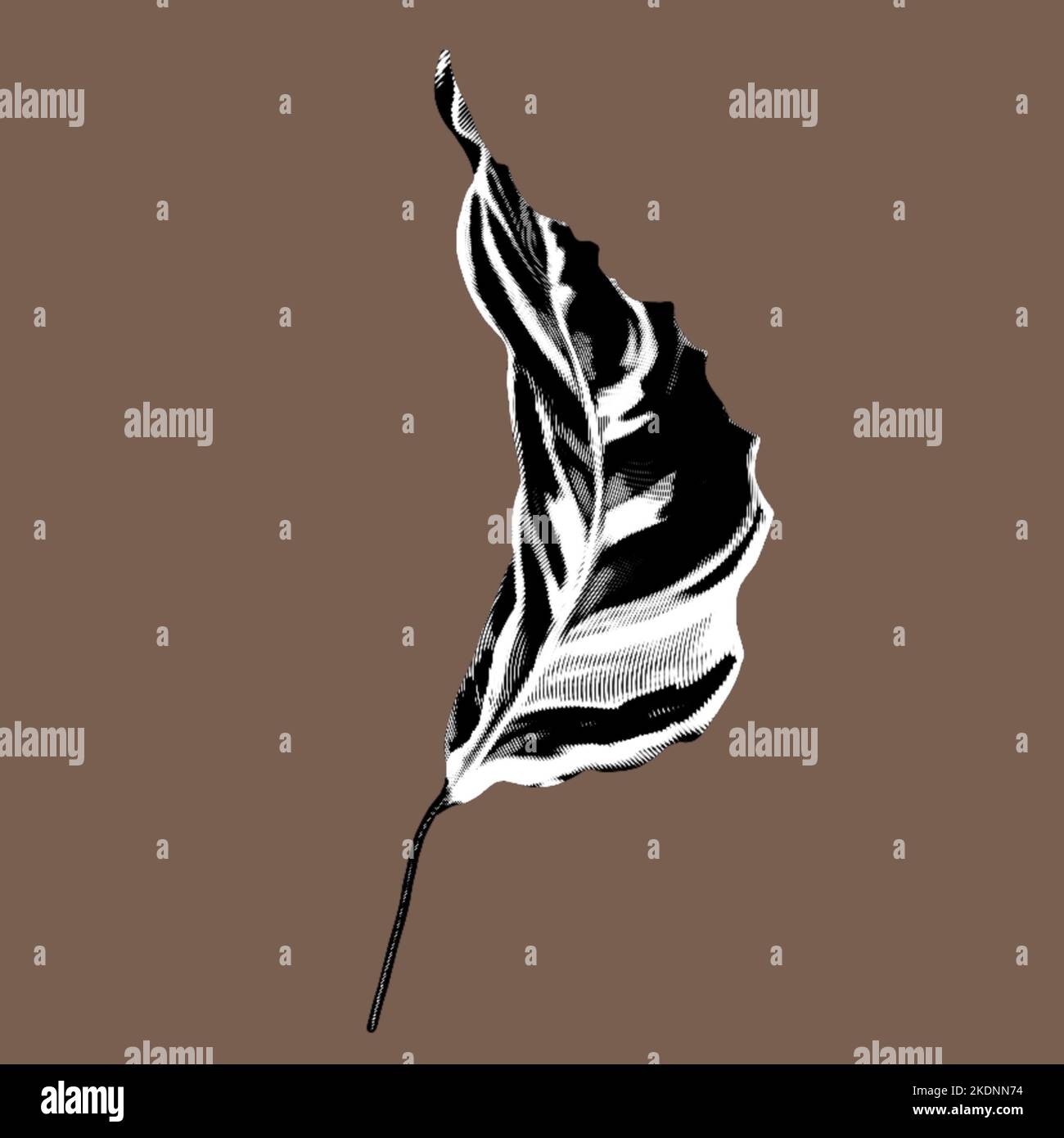 Watercolor caladium hi-res stock photography and images - Alamy