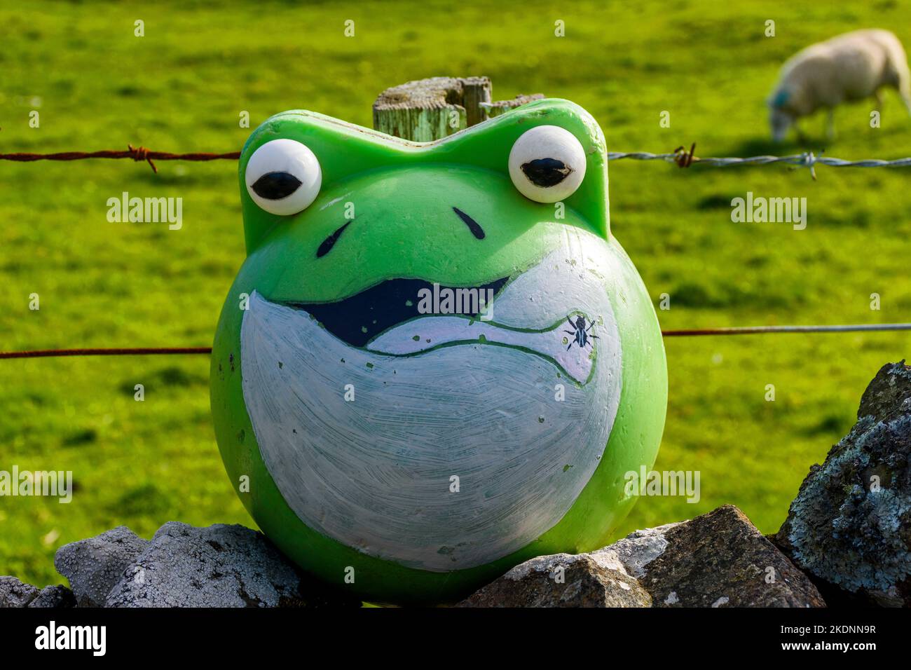 Happy frog hi-res stock photography and images - Alamy