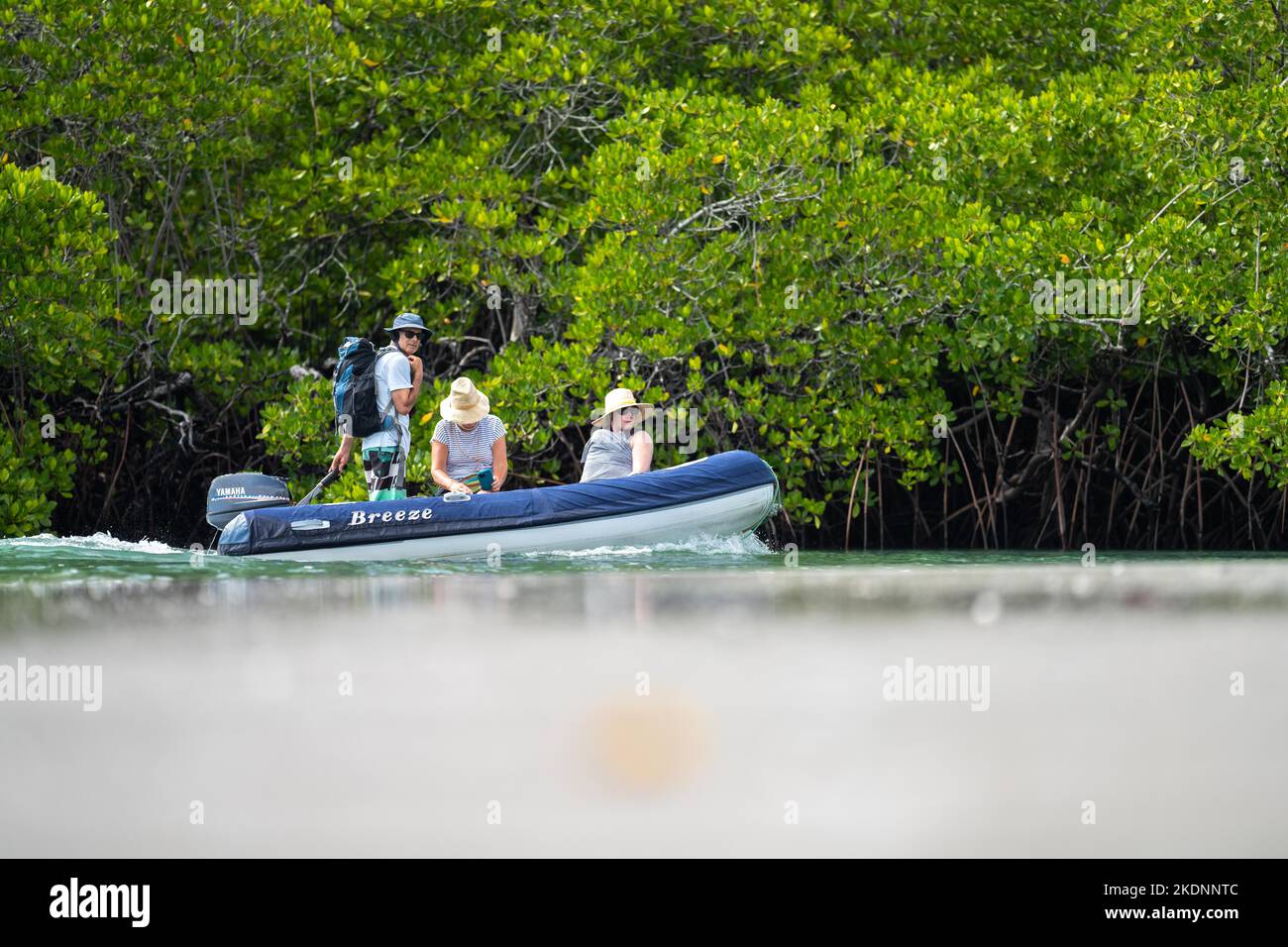 boating up a bush river in queensland Australia Stock Photo - Alamy