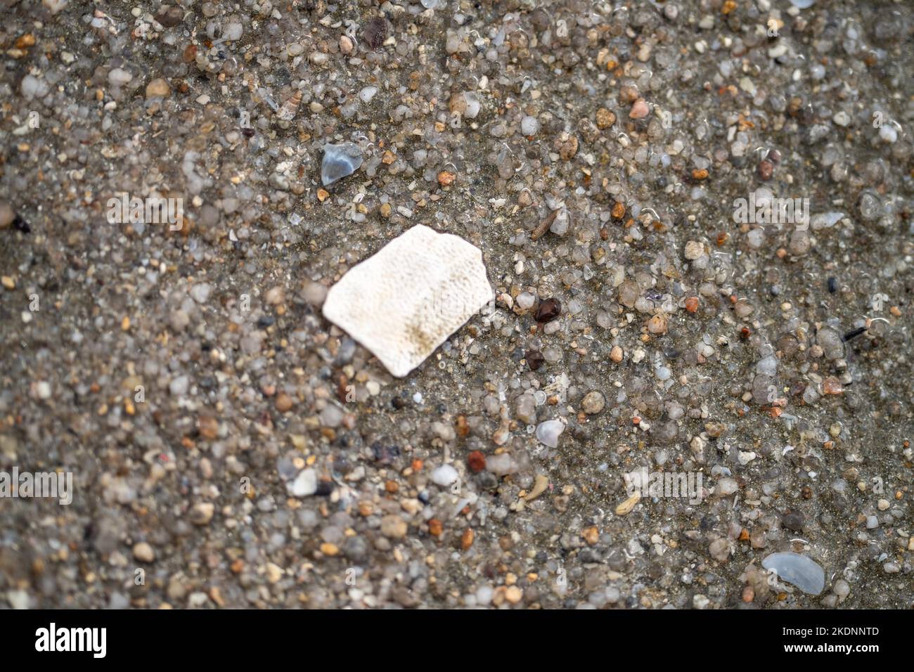 pebbles on a sandy beach in queensland Stock Photo - Alamy