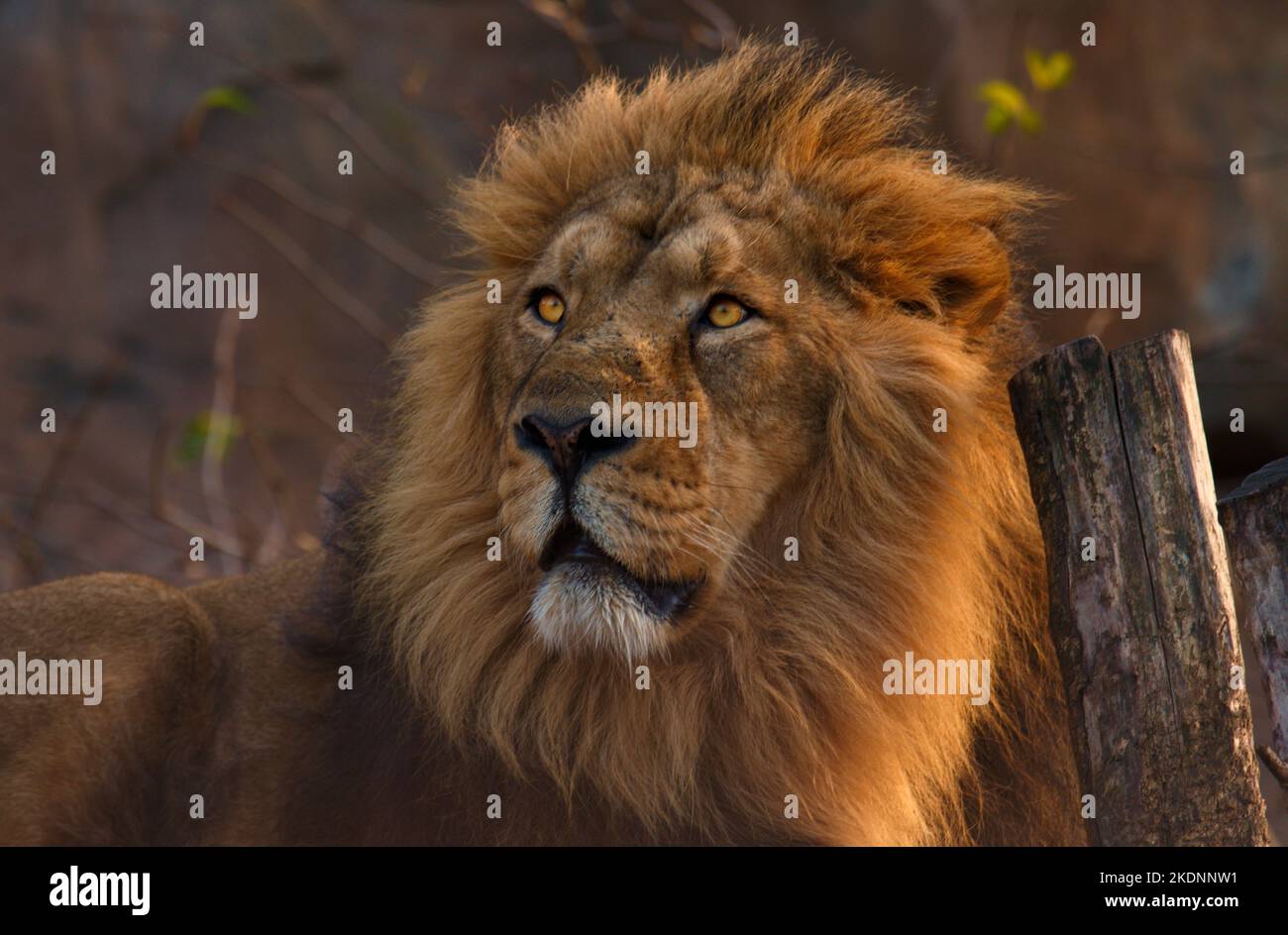 Lionking hi-res stock photography and images - Alamy