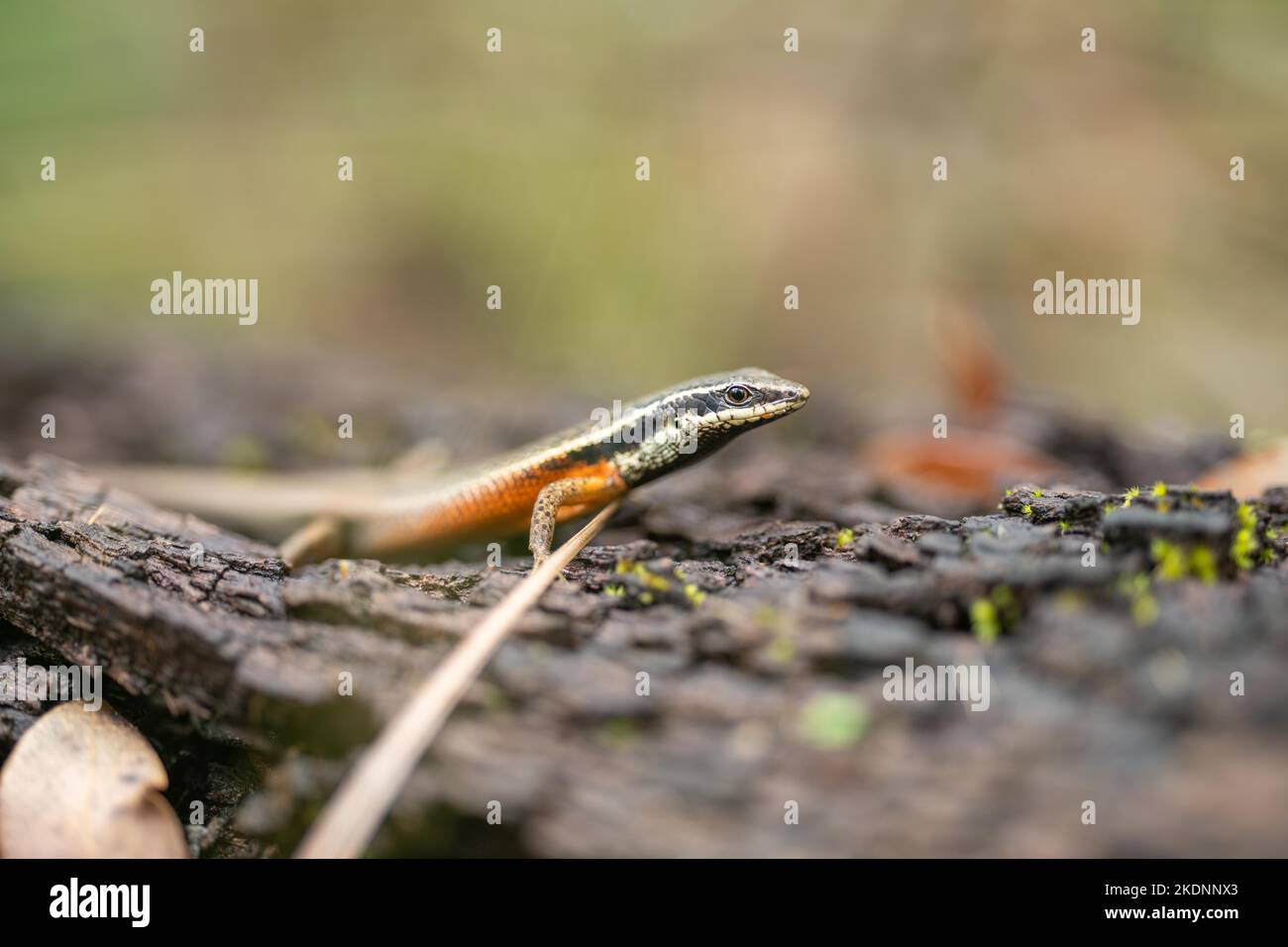 small lizard in a tropical rainforest in australia Stock Photo - Alamy