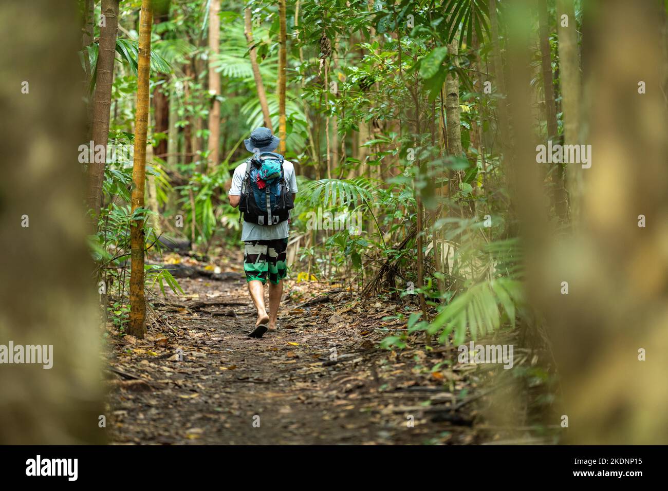 hiking in a tropical rainforest in australia Stock Photo - Alamy