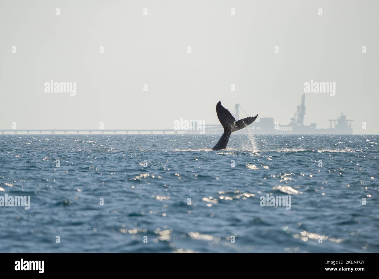 whale tail of a humpback whale in queensland australia in spring Stock ...