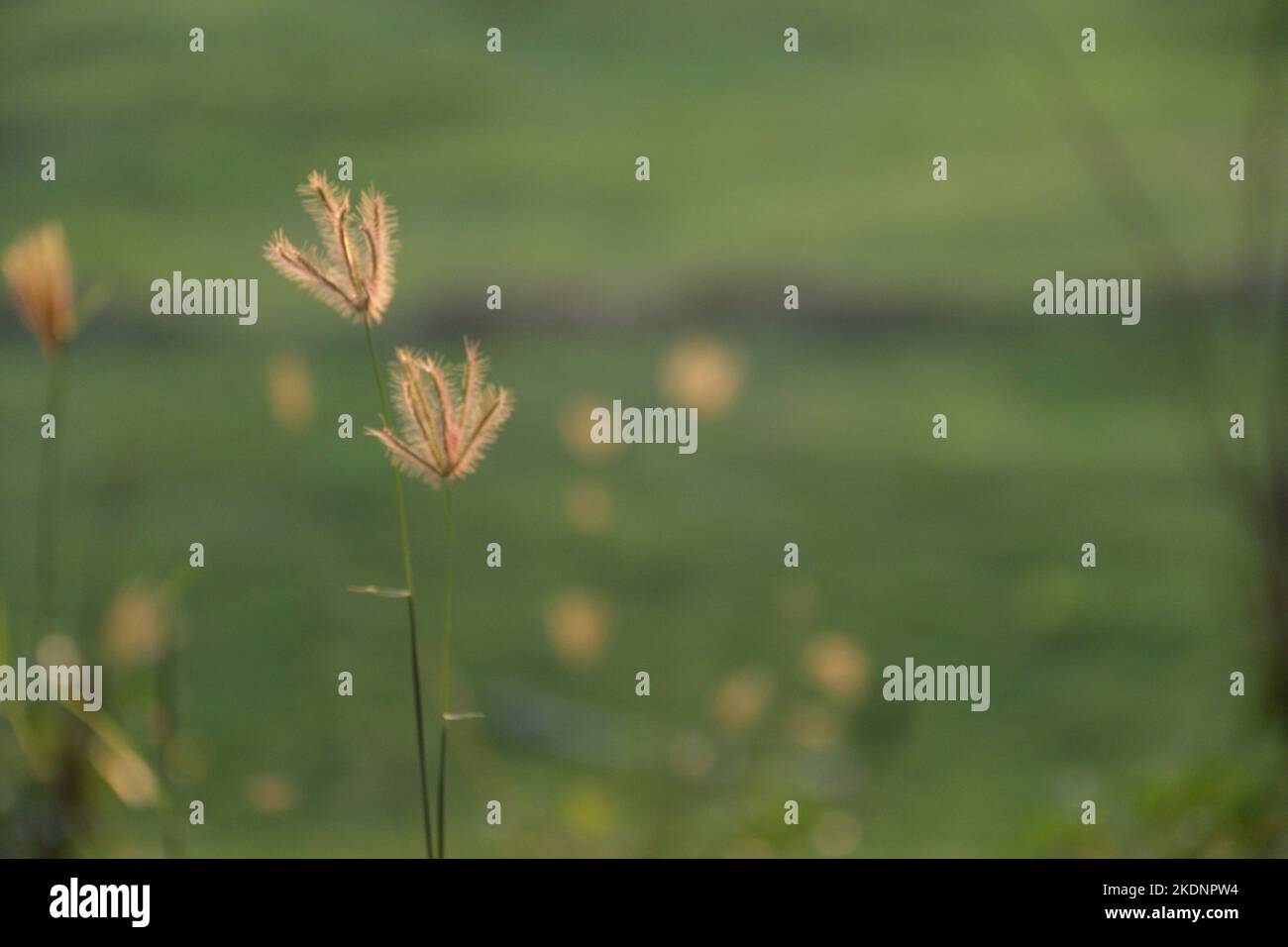 Alamy flower photography hi-res stock photography and images - Alamy
