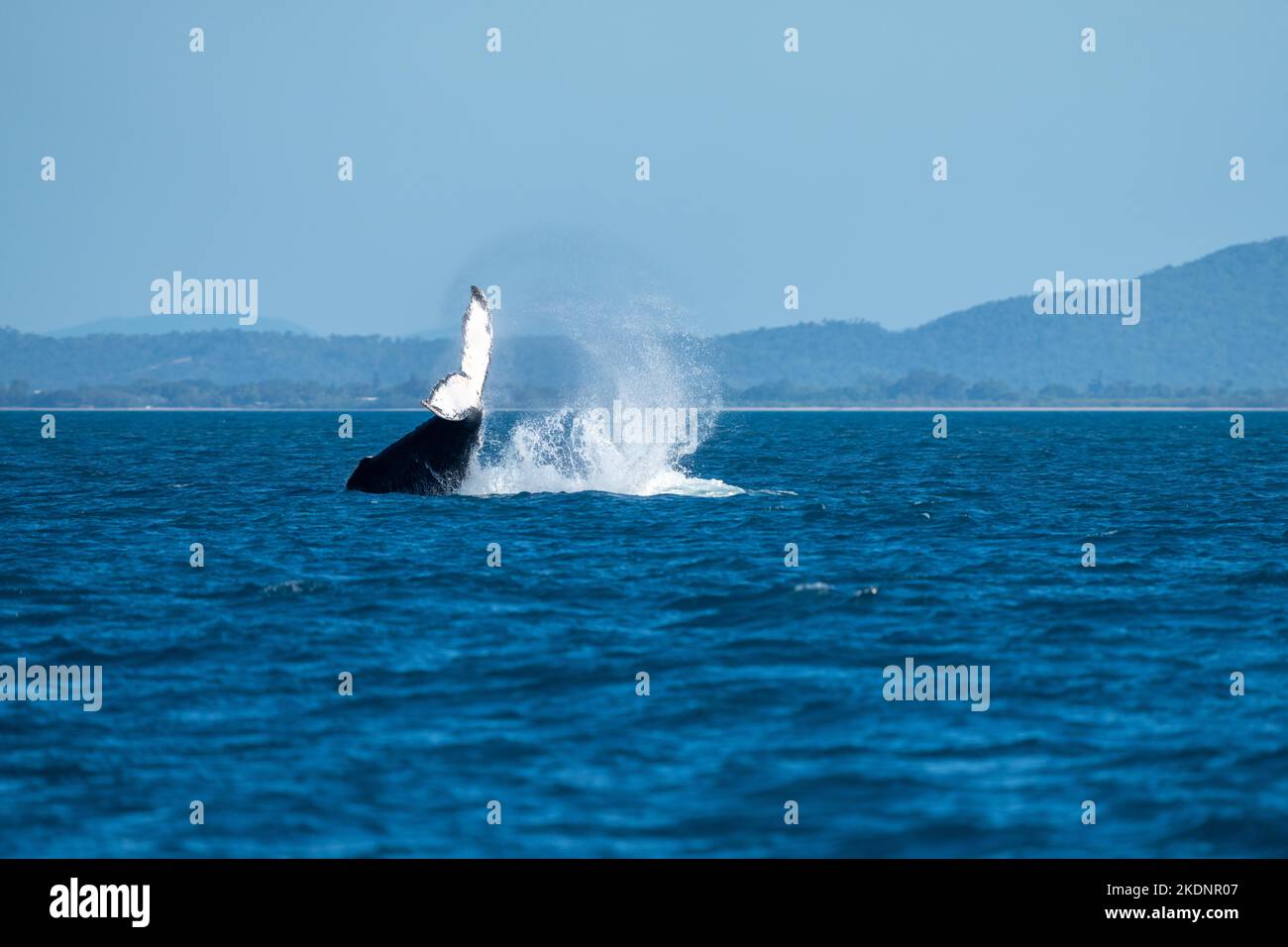 whale tail of a humpback whale in queensland australia in spring Stock ...