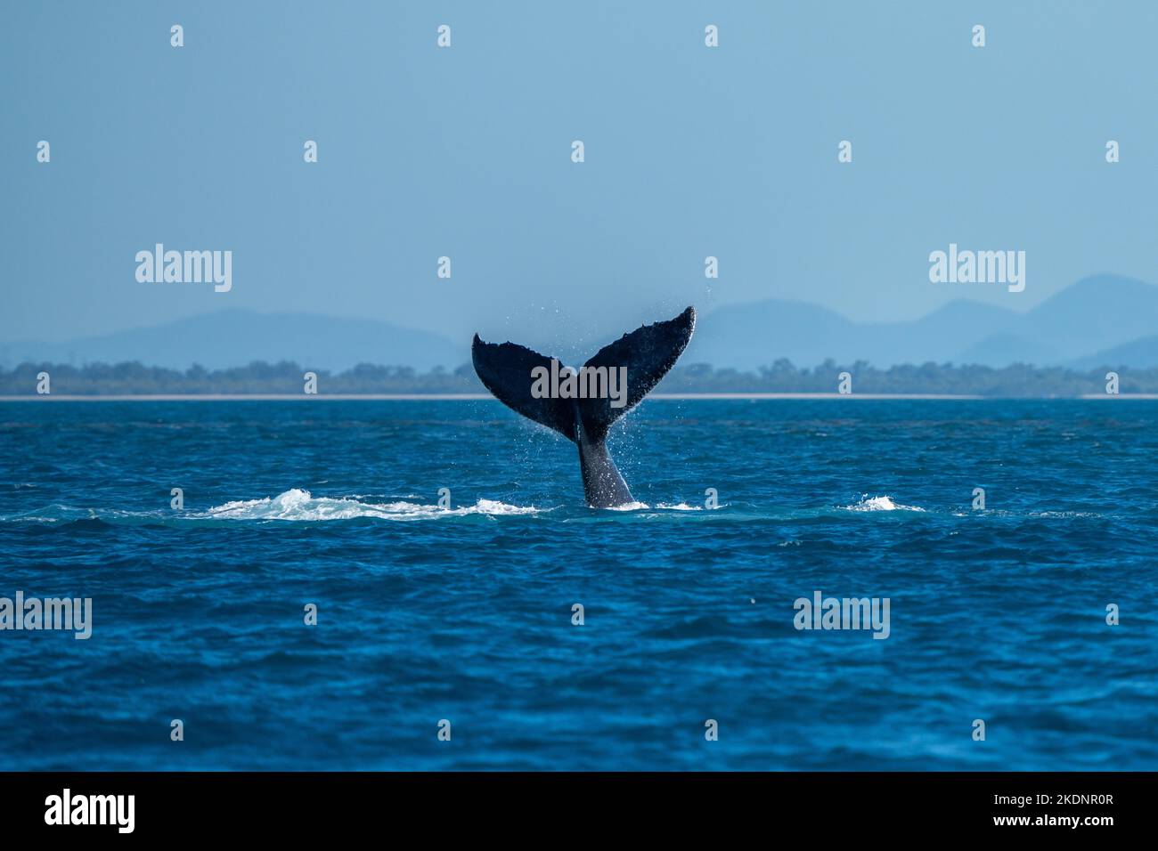whale tail of a humpback whale in queensland australia in spring Stock ...