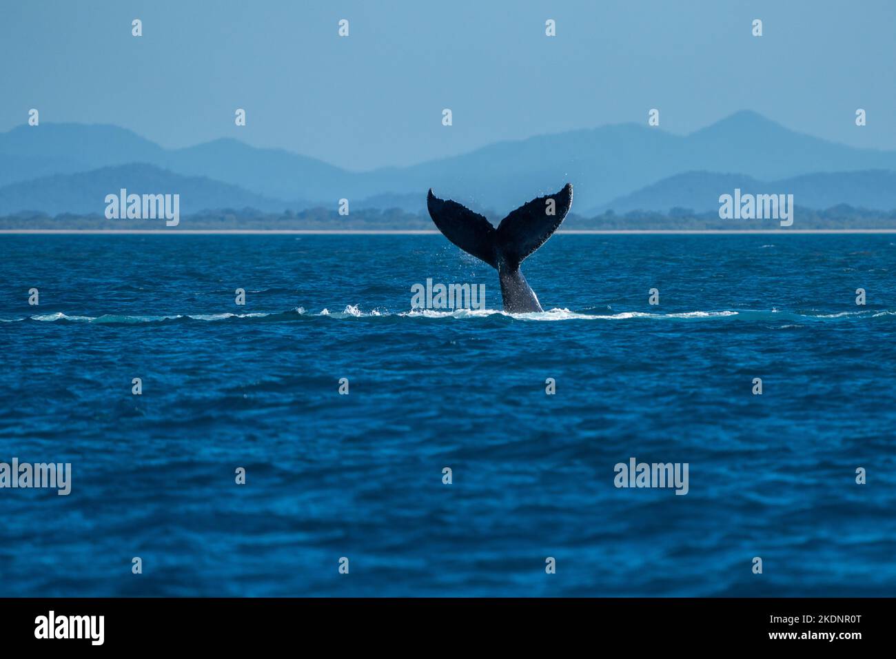 whale tail of a humpback whale in queensland australia in spring Stock ...