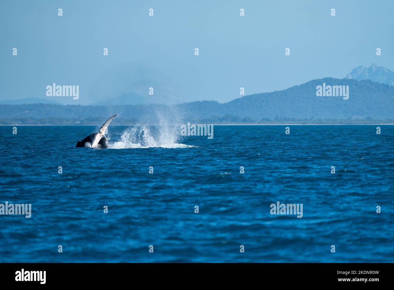 whale tail of a humpback whale in queensland australia in spring Stock ...