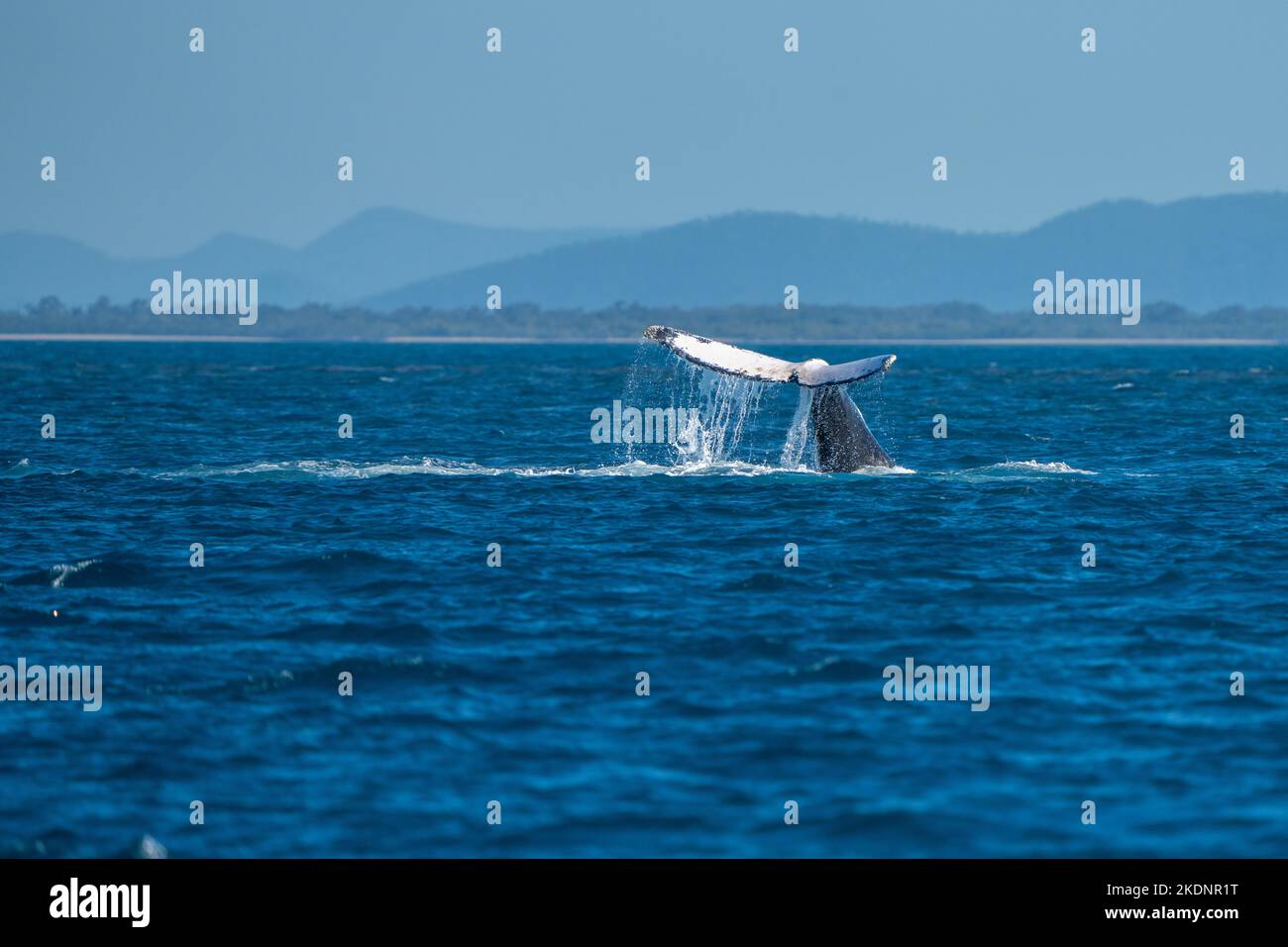 whale tail of a humpback whale in queensland australia in spring Stock ...
