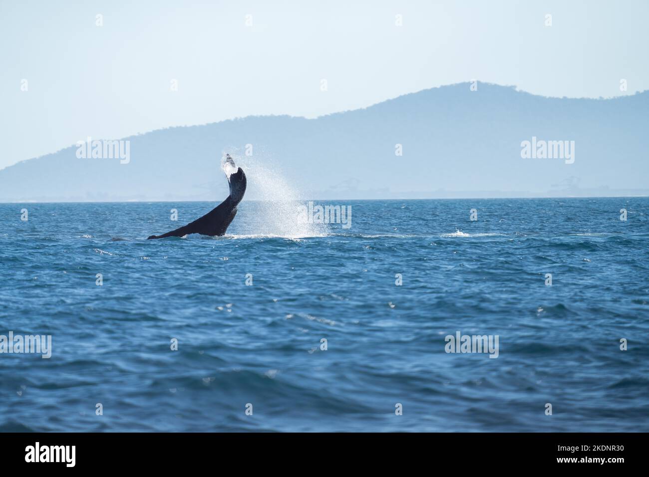 whale tail of a humpback whale in queensland australia in spring Stock ...