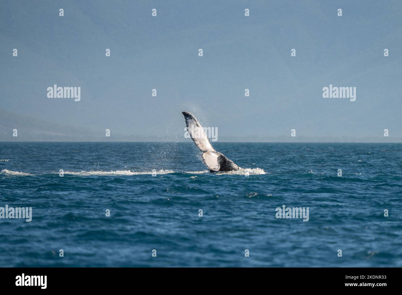 whale tail of a humpback whale in queensland australia in spring Stock ...