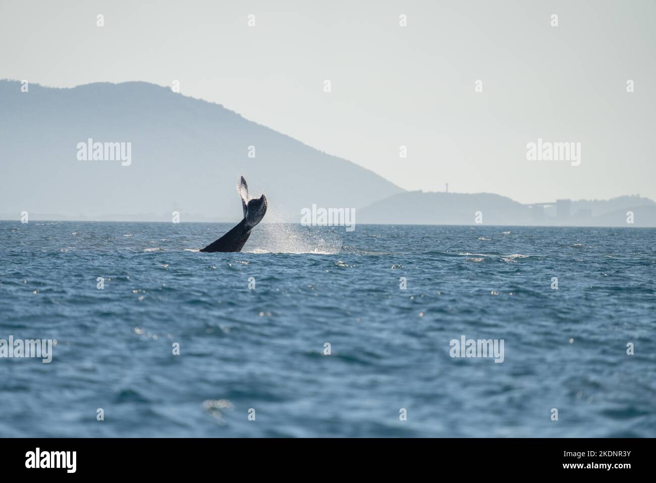 whale tail of a humpback whale in queensland australia in spring Stock ...