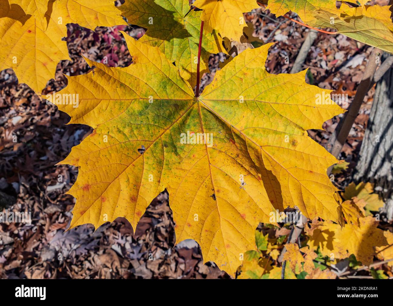Autumn Maple Leaf, Gettysburg National Military Park, Pennsylvania USA ...
