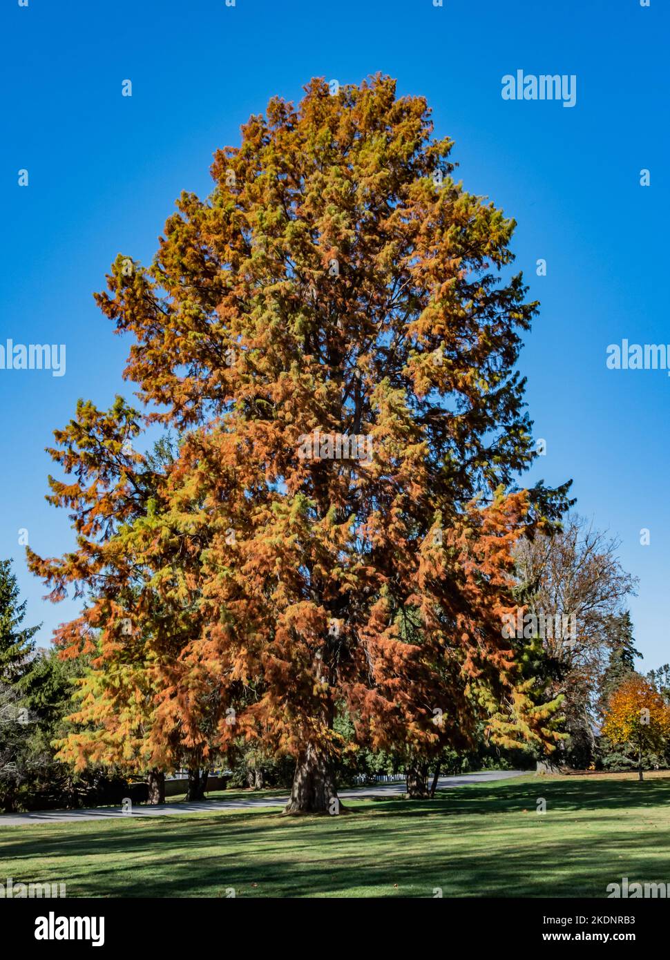 Bald Cypruss Tree in Autumn, Soldiers National Cemetery, Gettysburg ...