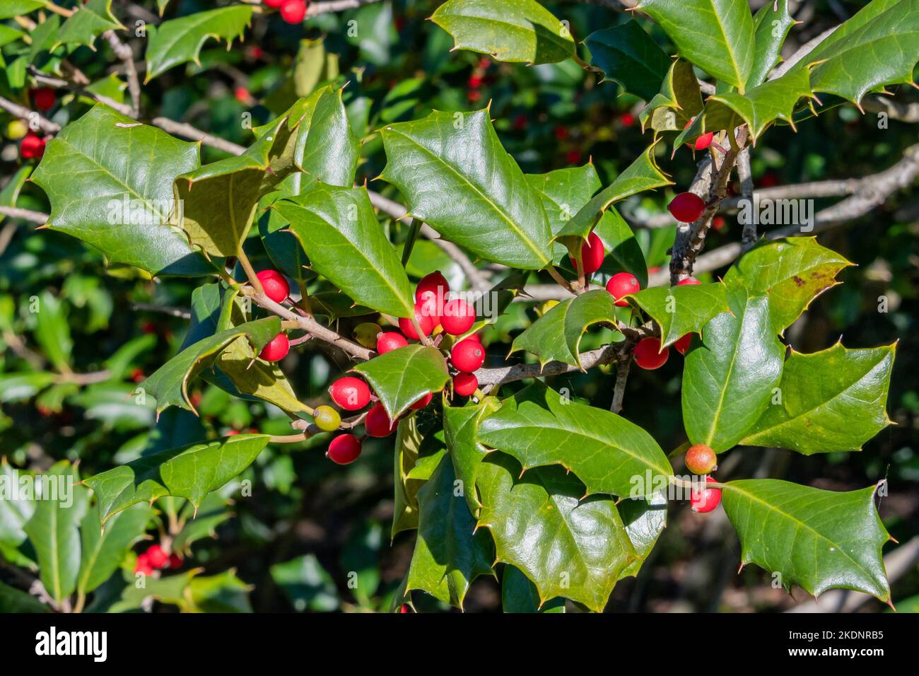 American Holly Tree, Soldiers National Cemetery, Gettysburg ...